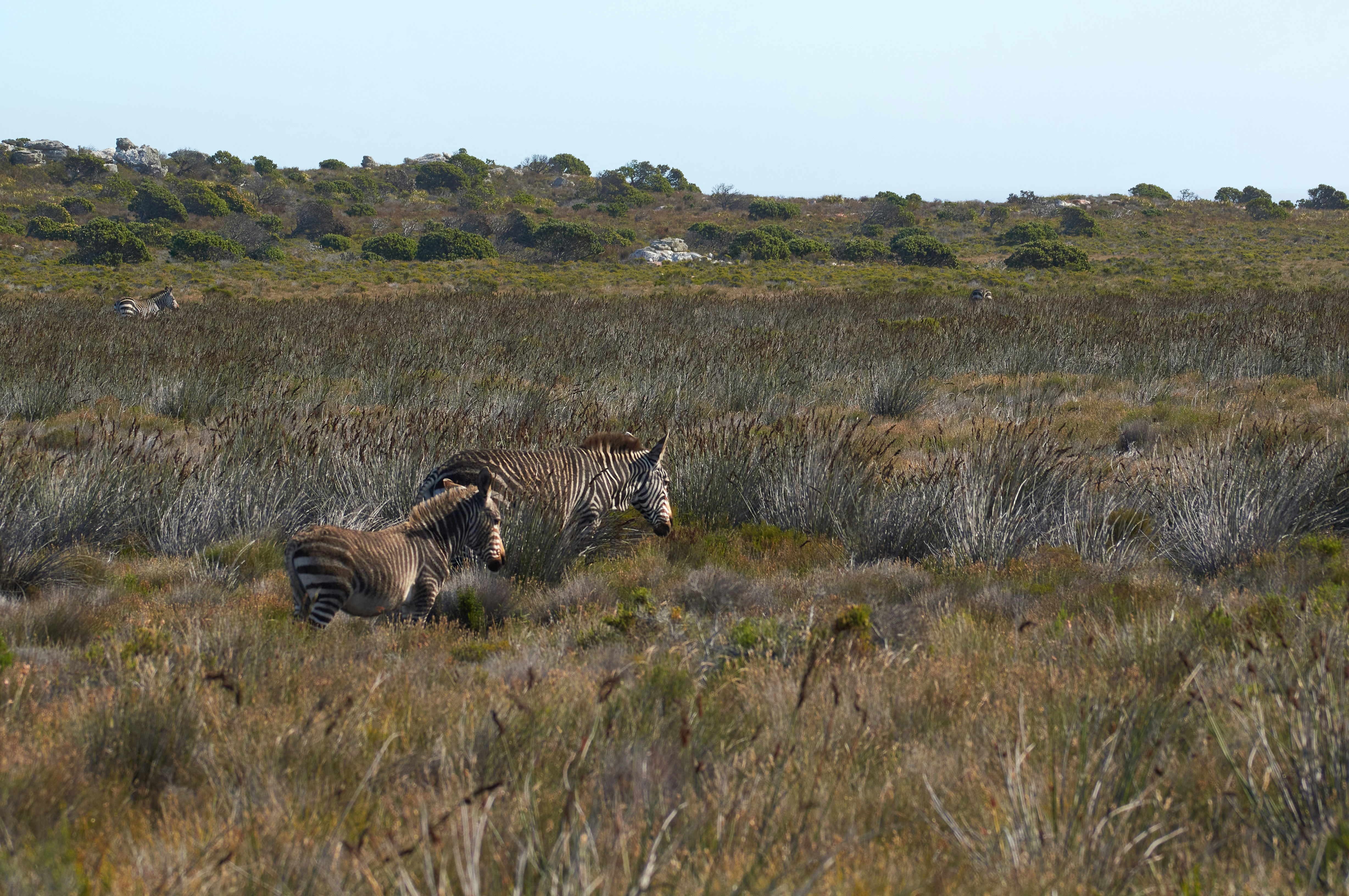 Two zebras grazing peacefully in a vast, sunlit grassland surrounded by natural vegetation.