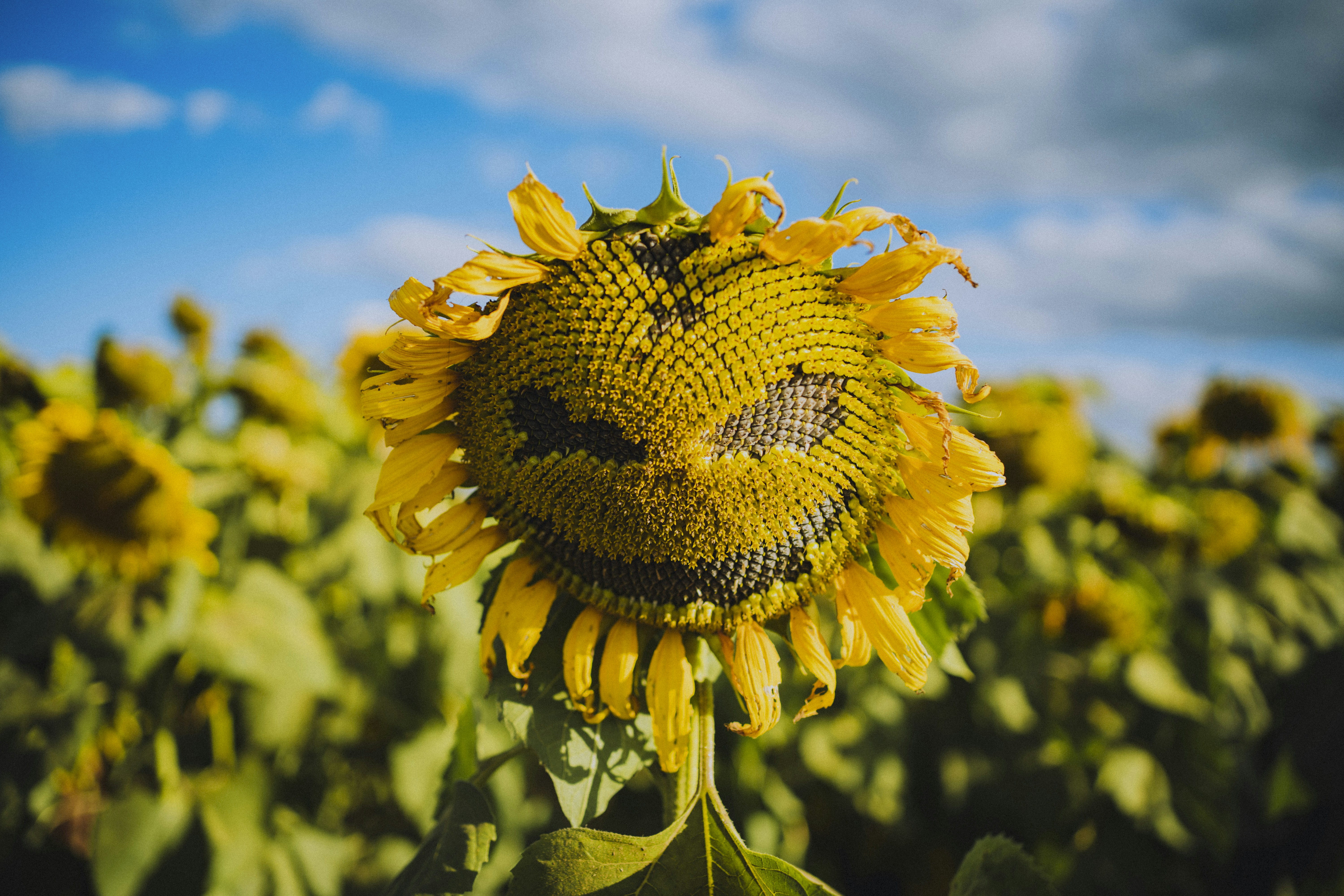 Sunflower Smiles: A Bold Bloom in a Sea of Gold