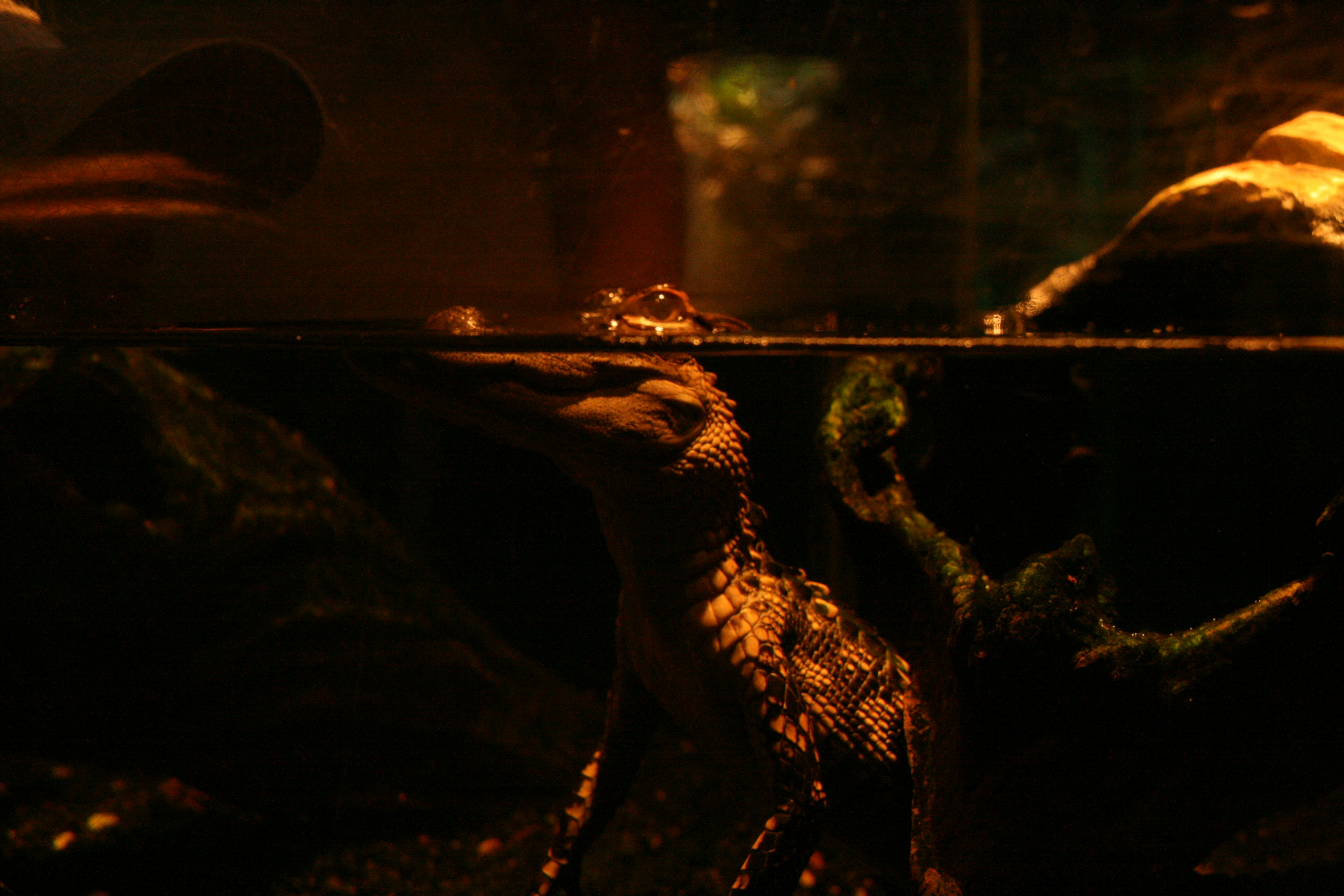 Cuvier's Dwarf Caiman partially submerged in dimly lit water with textured scales and a shadowy background.