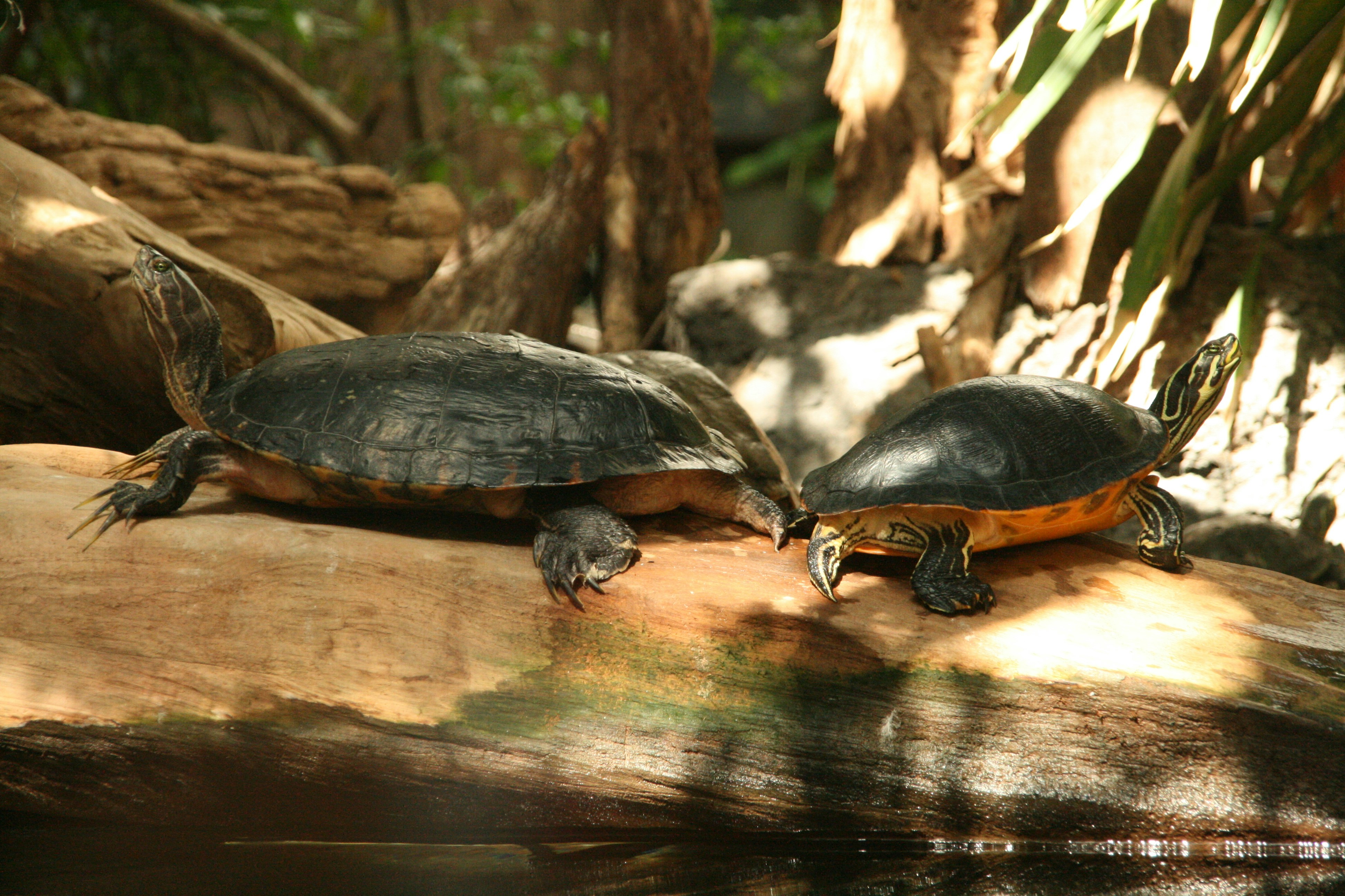 Serene Sunbathers: Turtles in Tranquility
