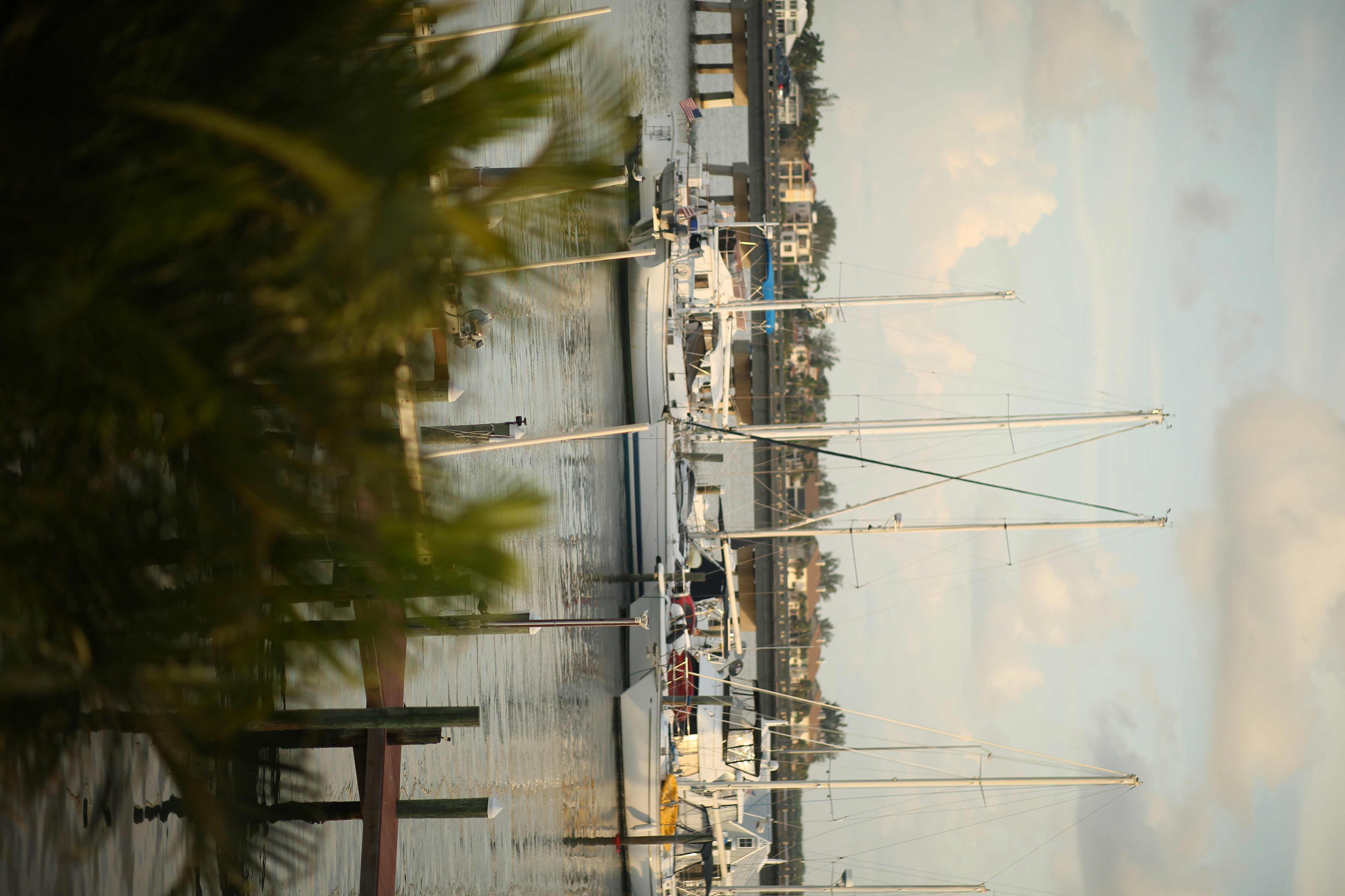 Forest of Masts Over a Quiet Marina