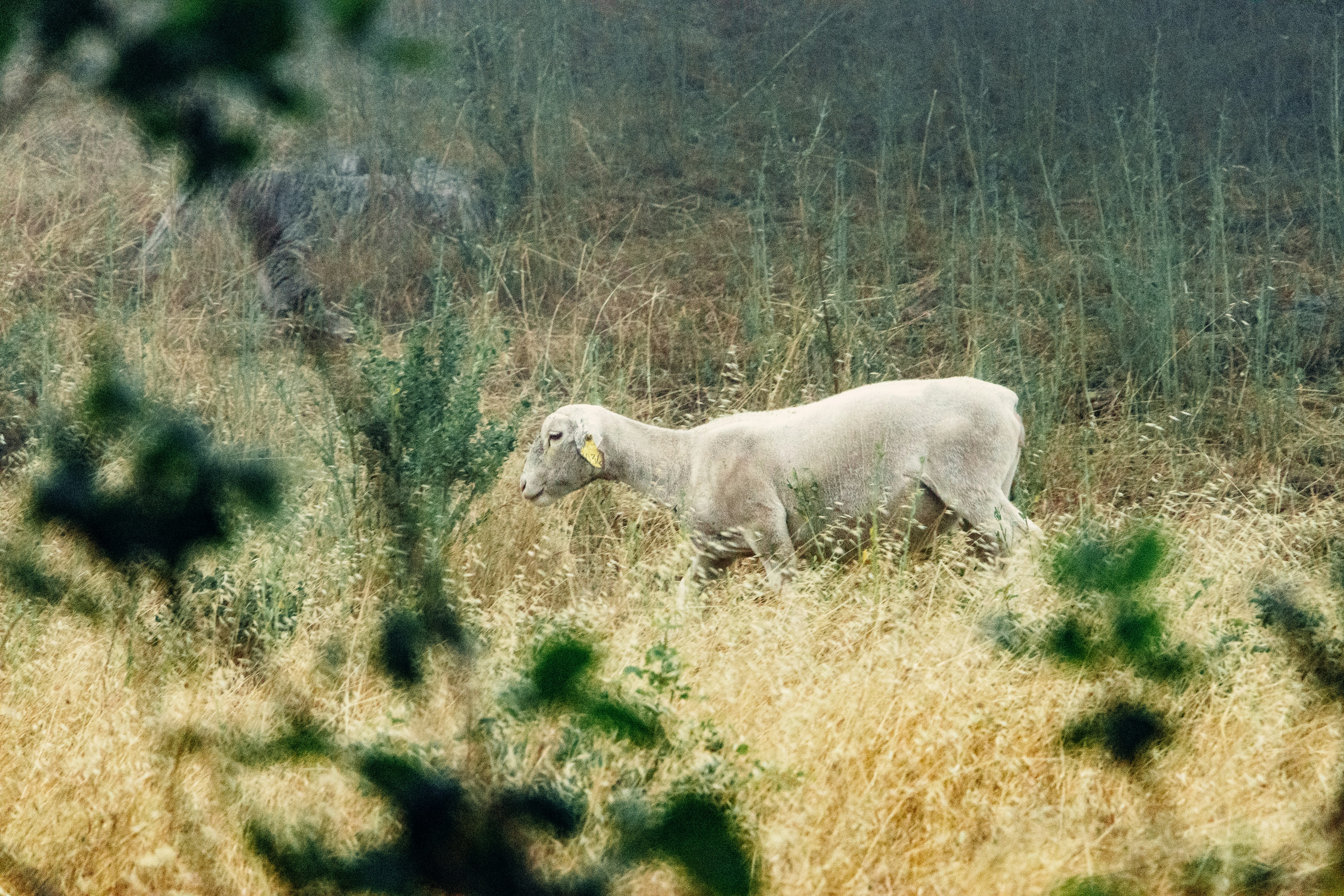 white sheep on brown grass field during daytime