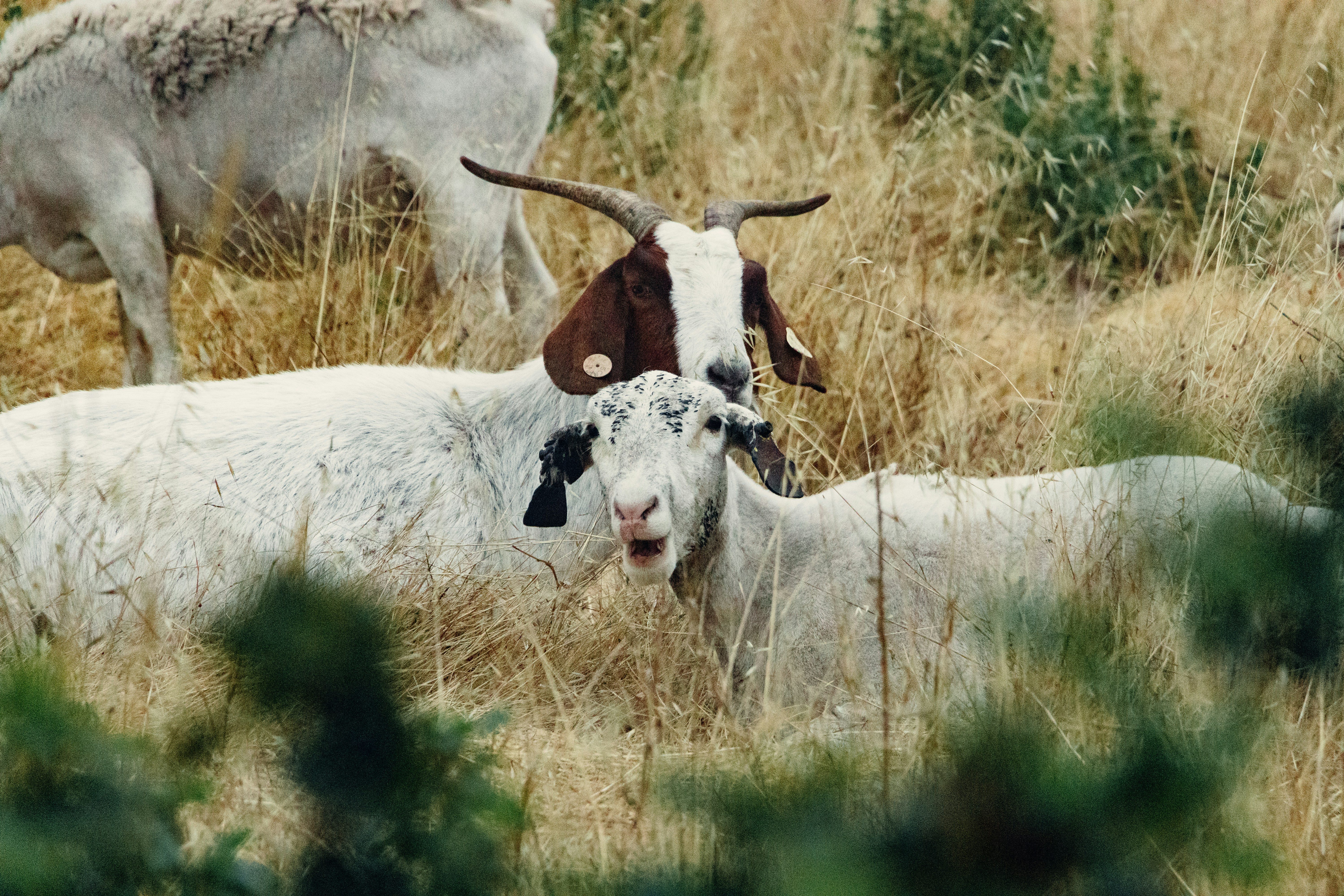 Two goats resting amidst tall golden grass, embodying the serene essence of rural life.