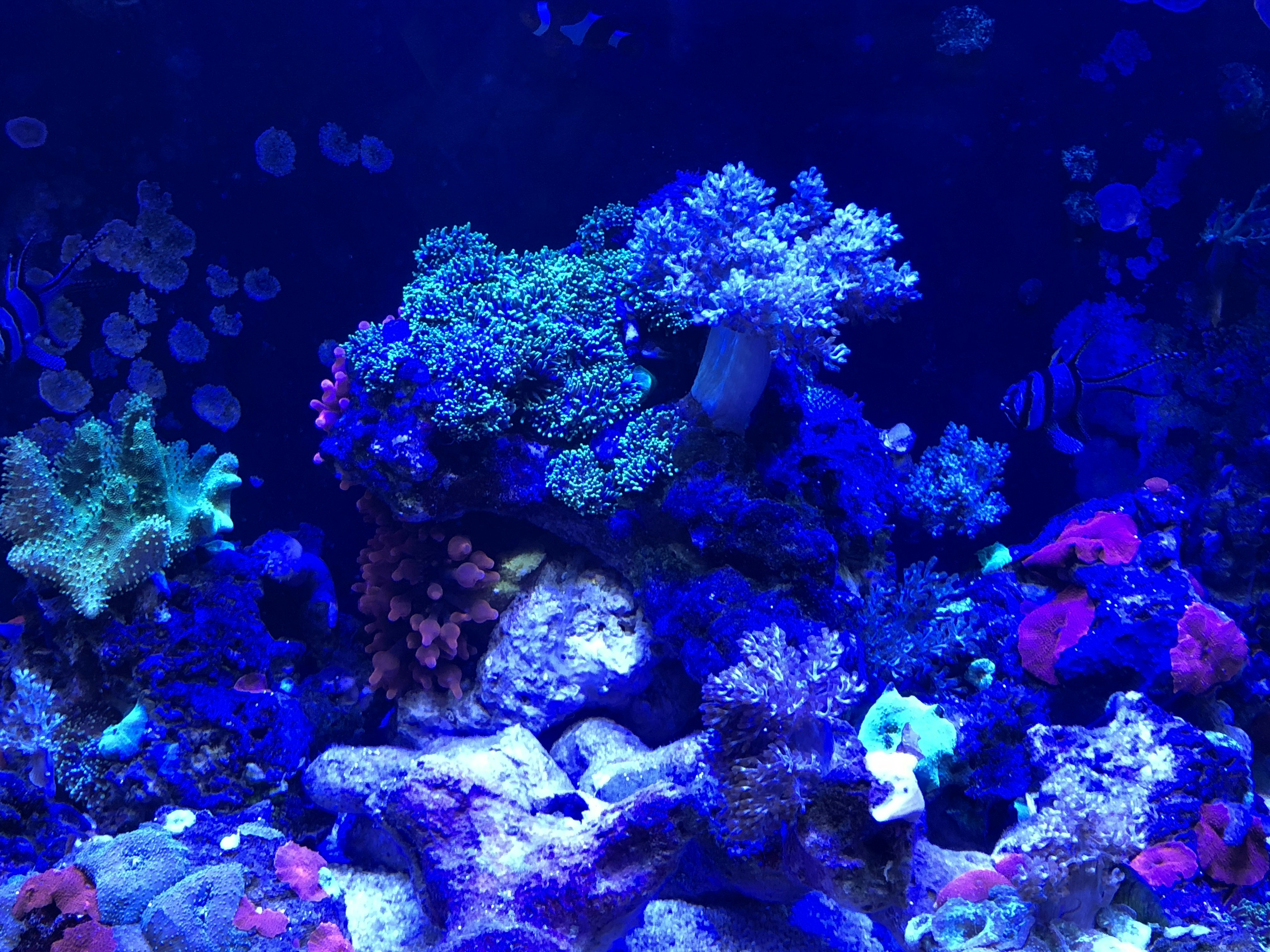 Blue and green coral reef photo – Free Blue Image on Unsplash