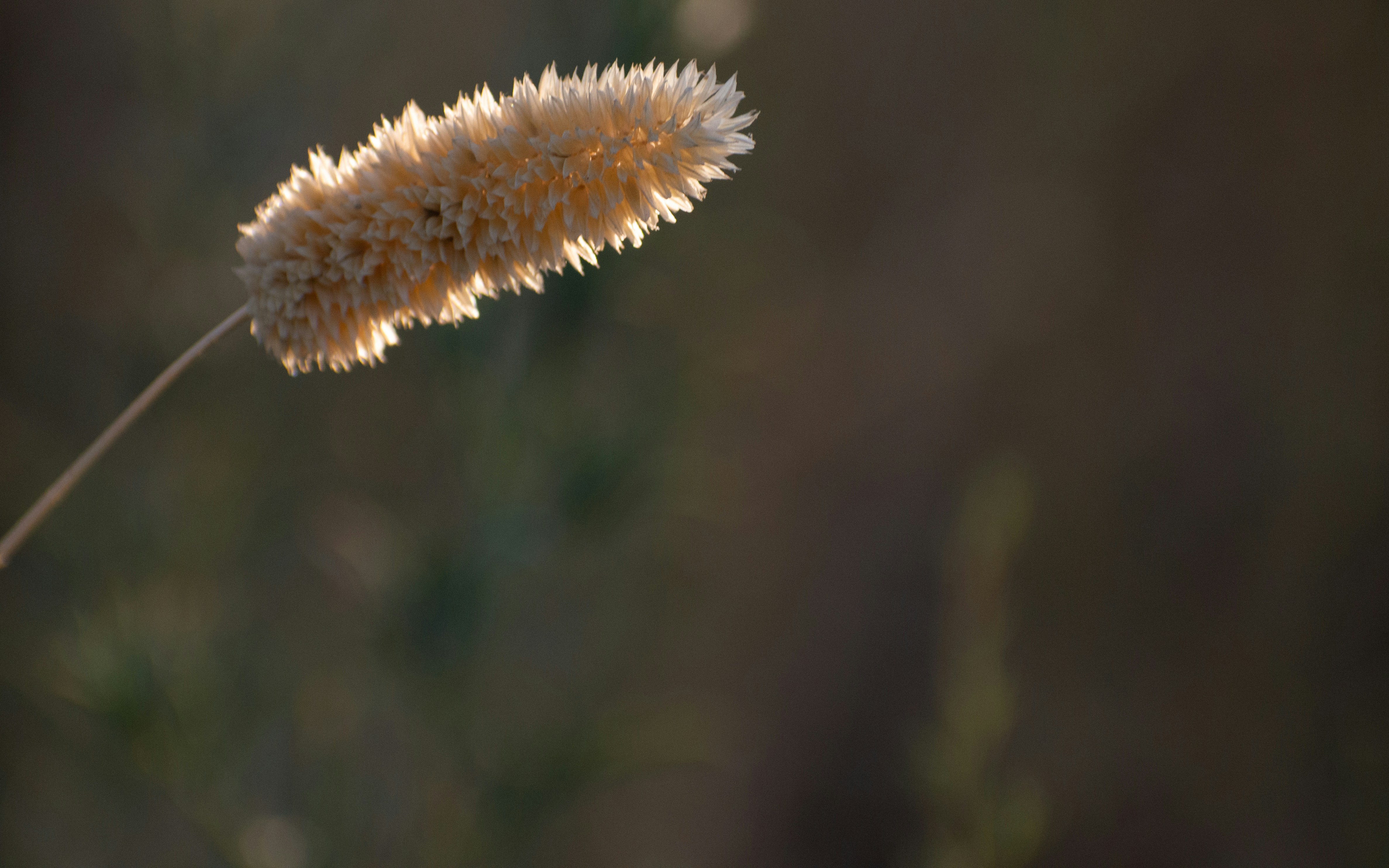A delicate golden spike of grass stands against a softly blurred background, capturing the essence of tranquility in nature.