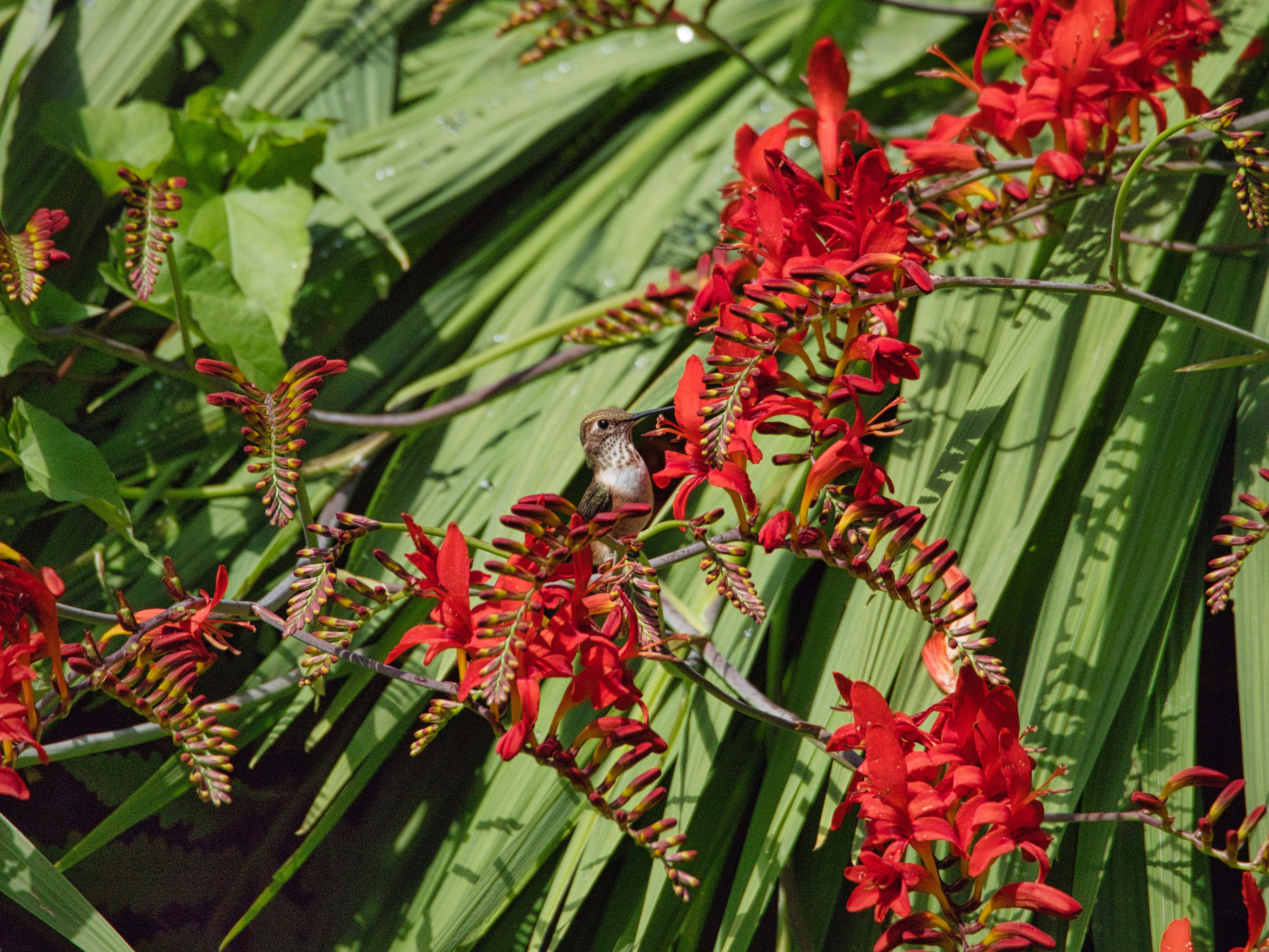 A small bird blends into a lush backdrop of red flowers and green foliage, showcasing the harmony of wildlife and flora.