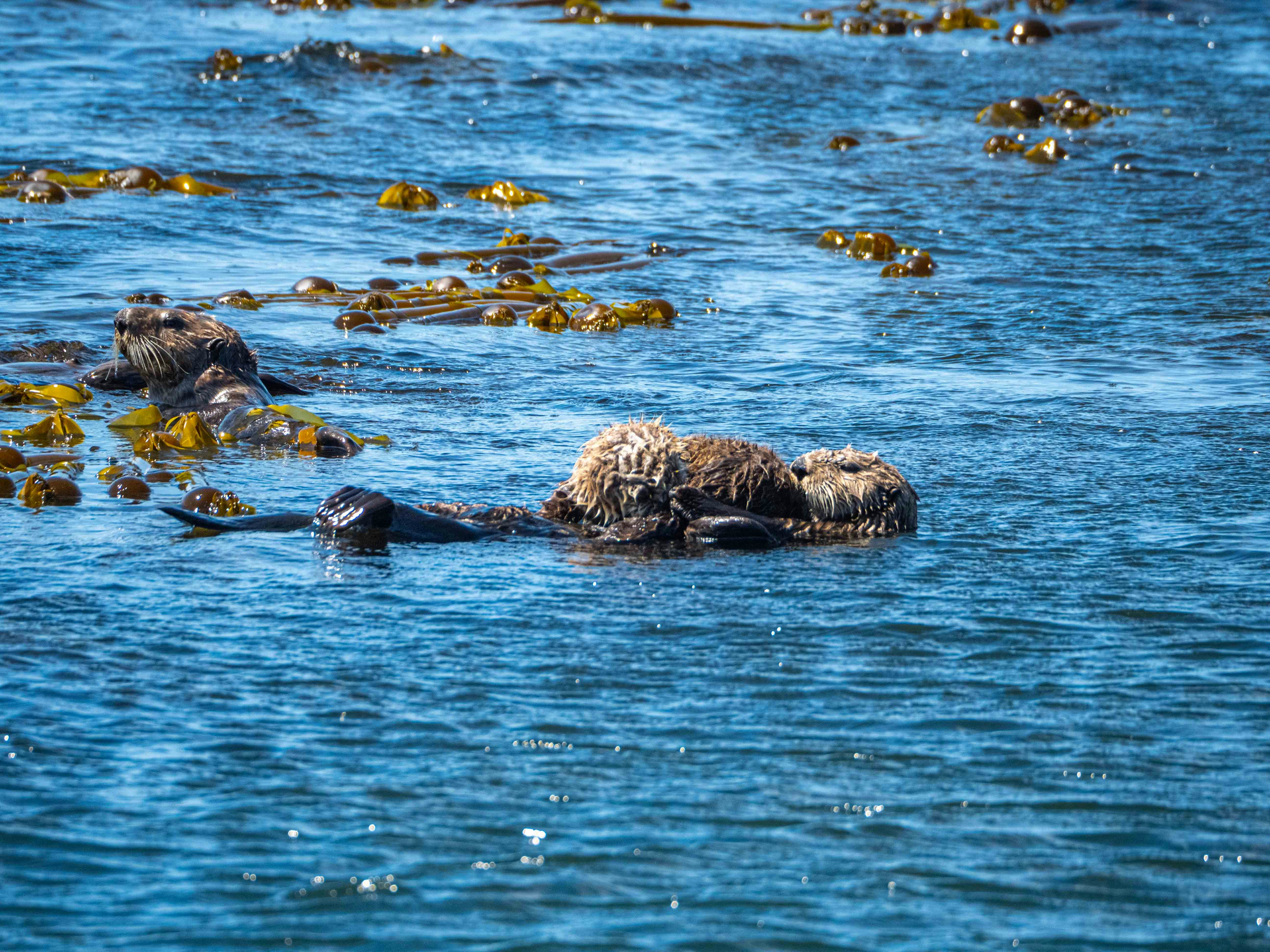 A pair of sea otters float peacefully on the water, surrounded by swaying kelp in a vibrant marine environment.
