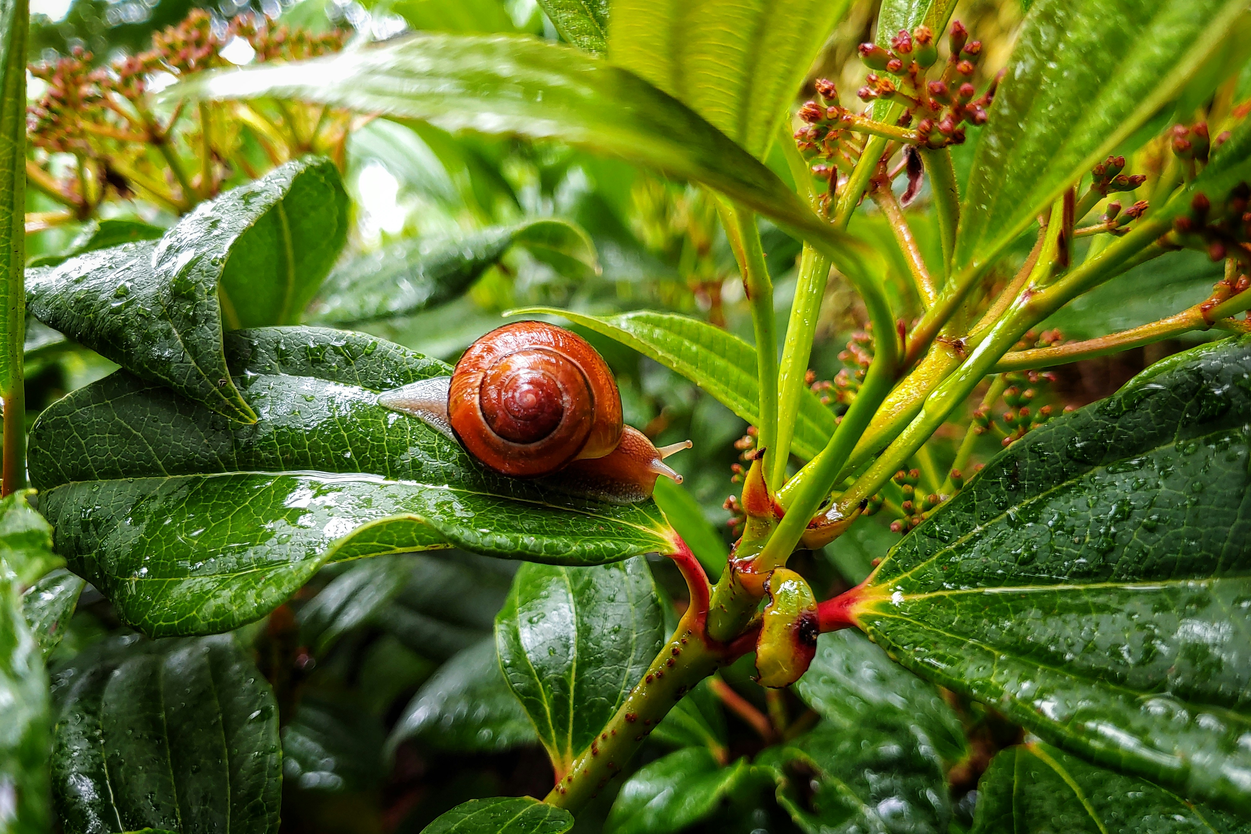 A snail perched on a vibrant green leaf amidst raindrops, showcasing the intricate details of its shell and the lush foliage surrounding it.