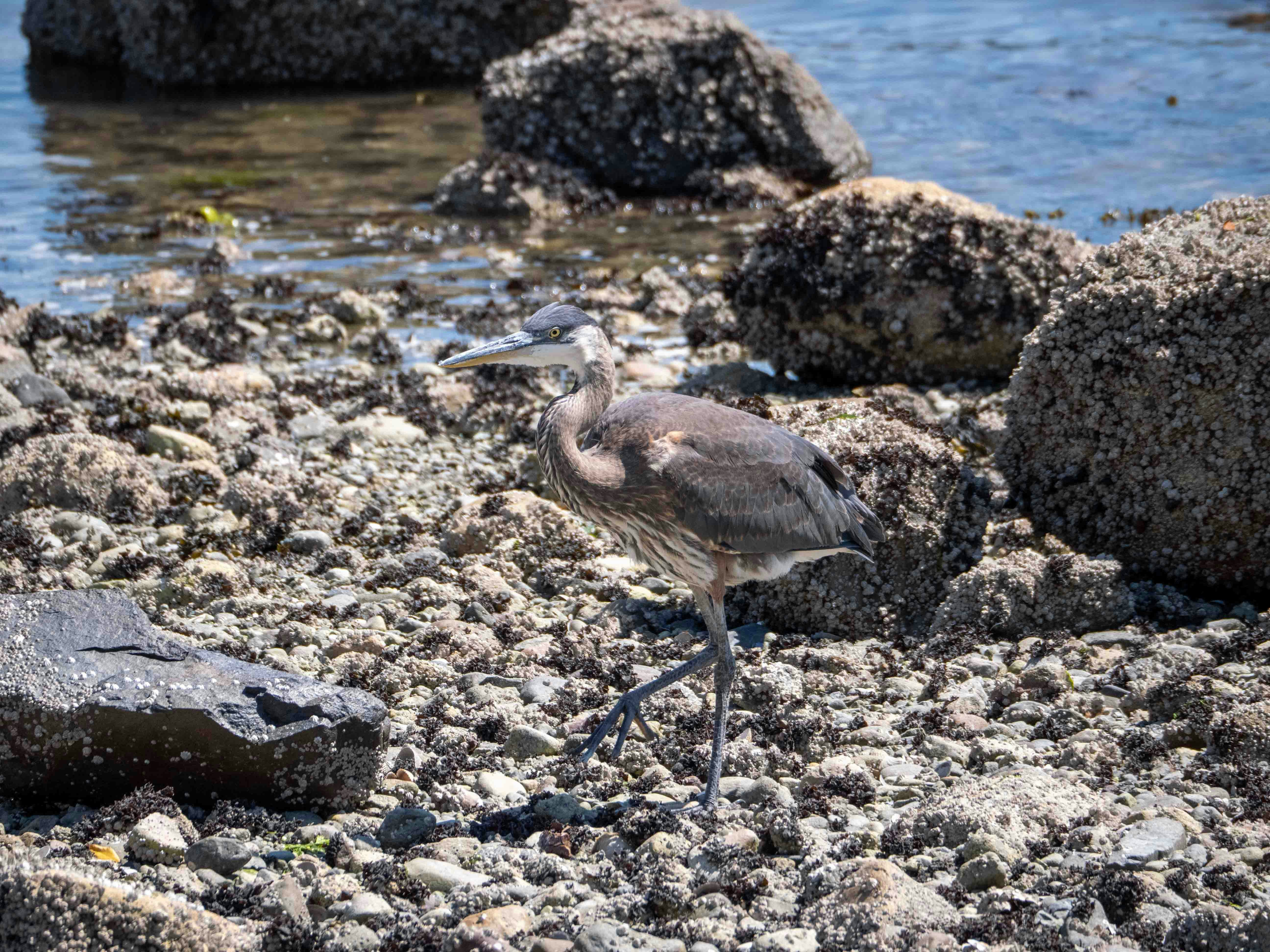 Heron on a Shingle Shore at Low Tide