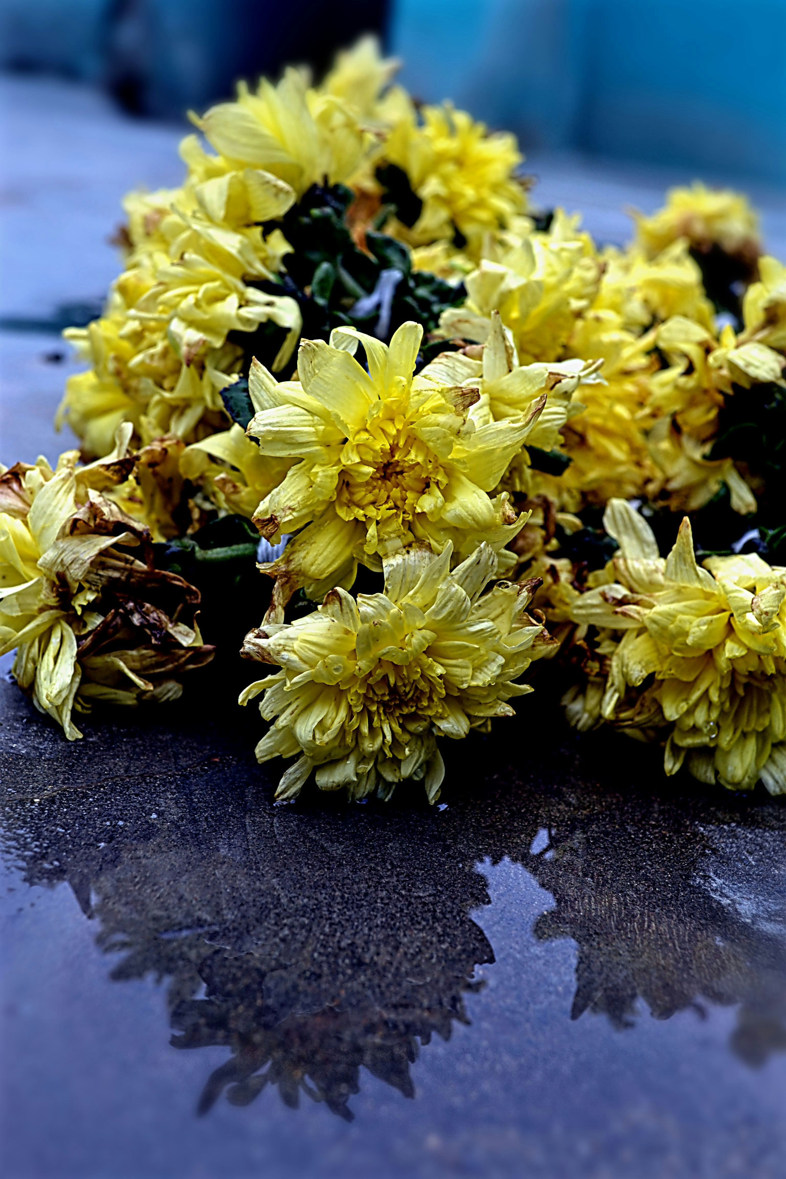Yellow Chrysanthemums on a Rain-Washed Pavement