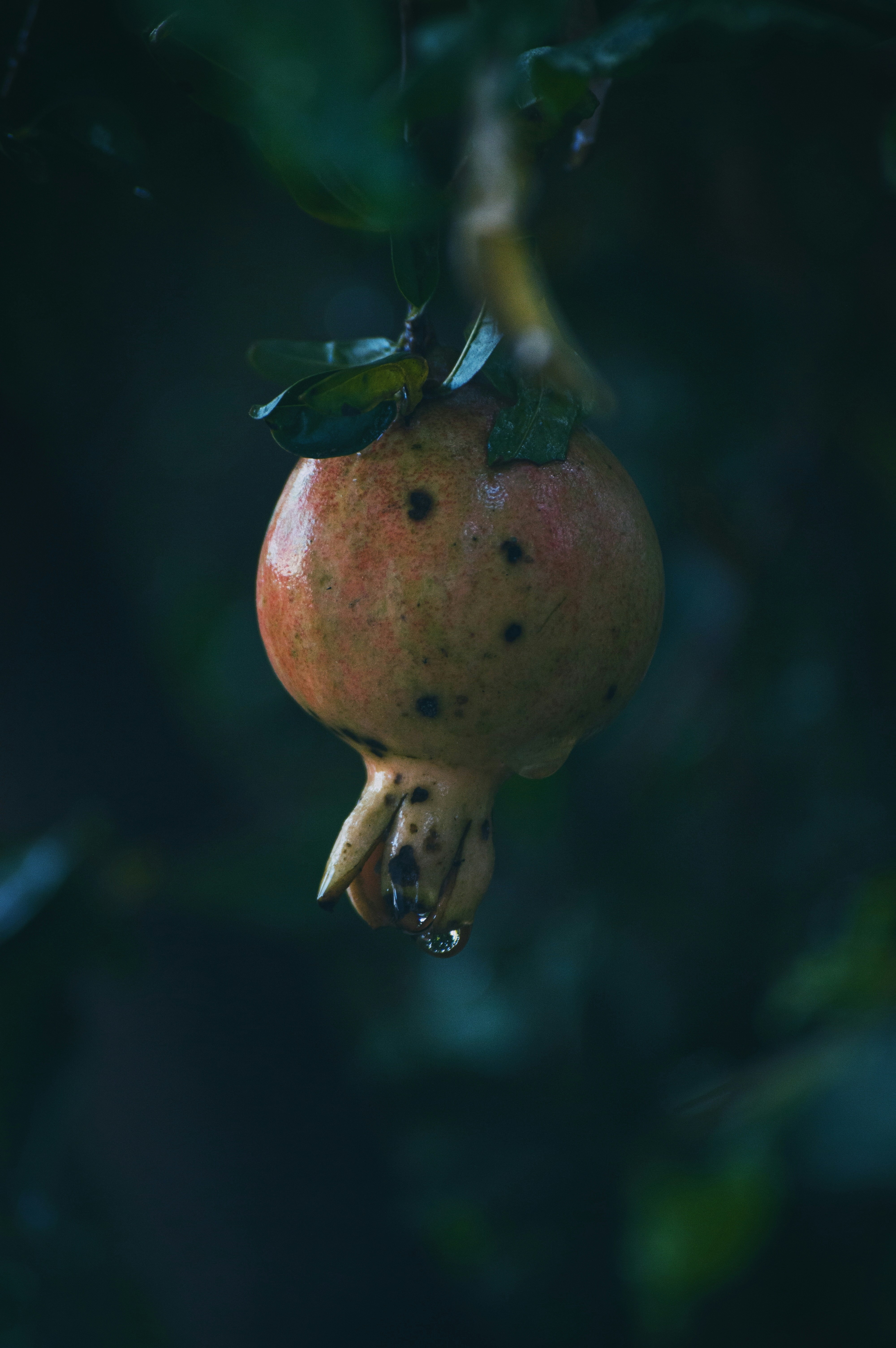 A pomegranate hangs delicately from its branch, adorned with droplets of water, set against a blurred, dark background.