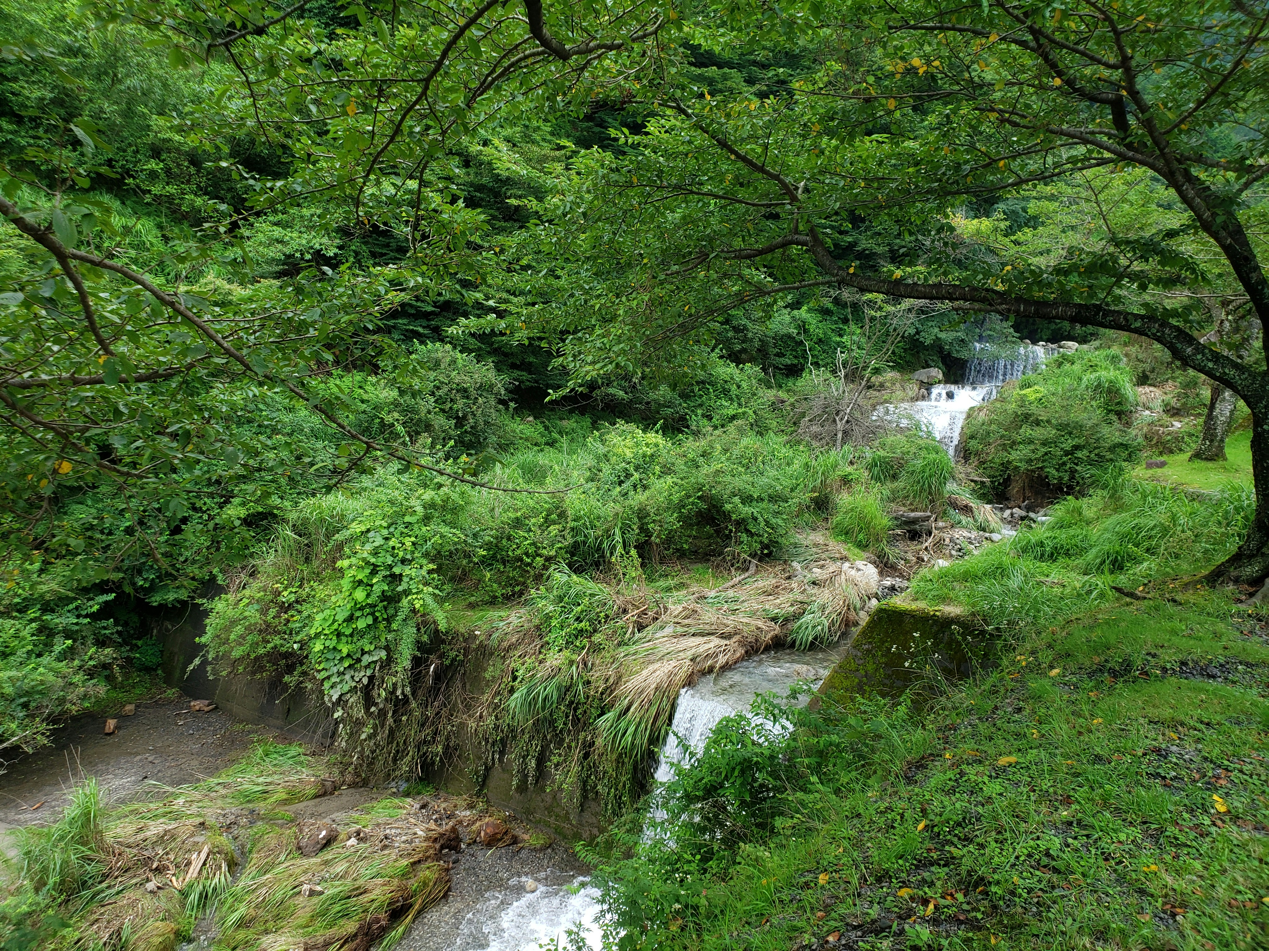 Définition de biwa | Dictionnaire français