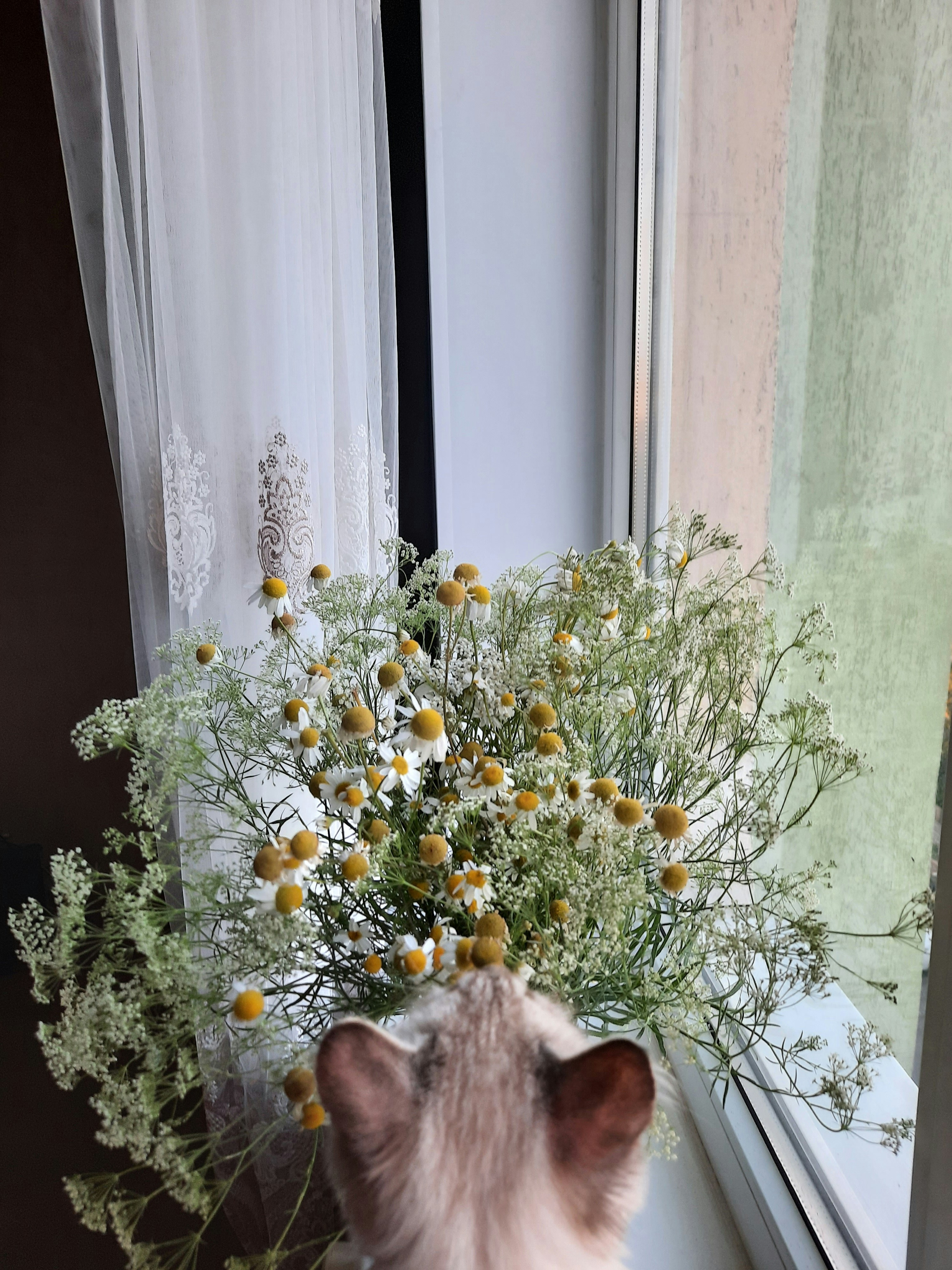 A cat gazes at a bouquet of delicate flowers by a sunlit window, framed by sheer curtains.
