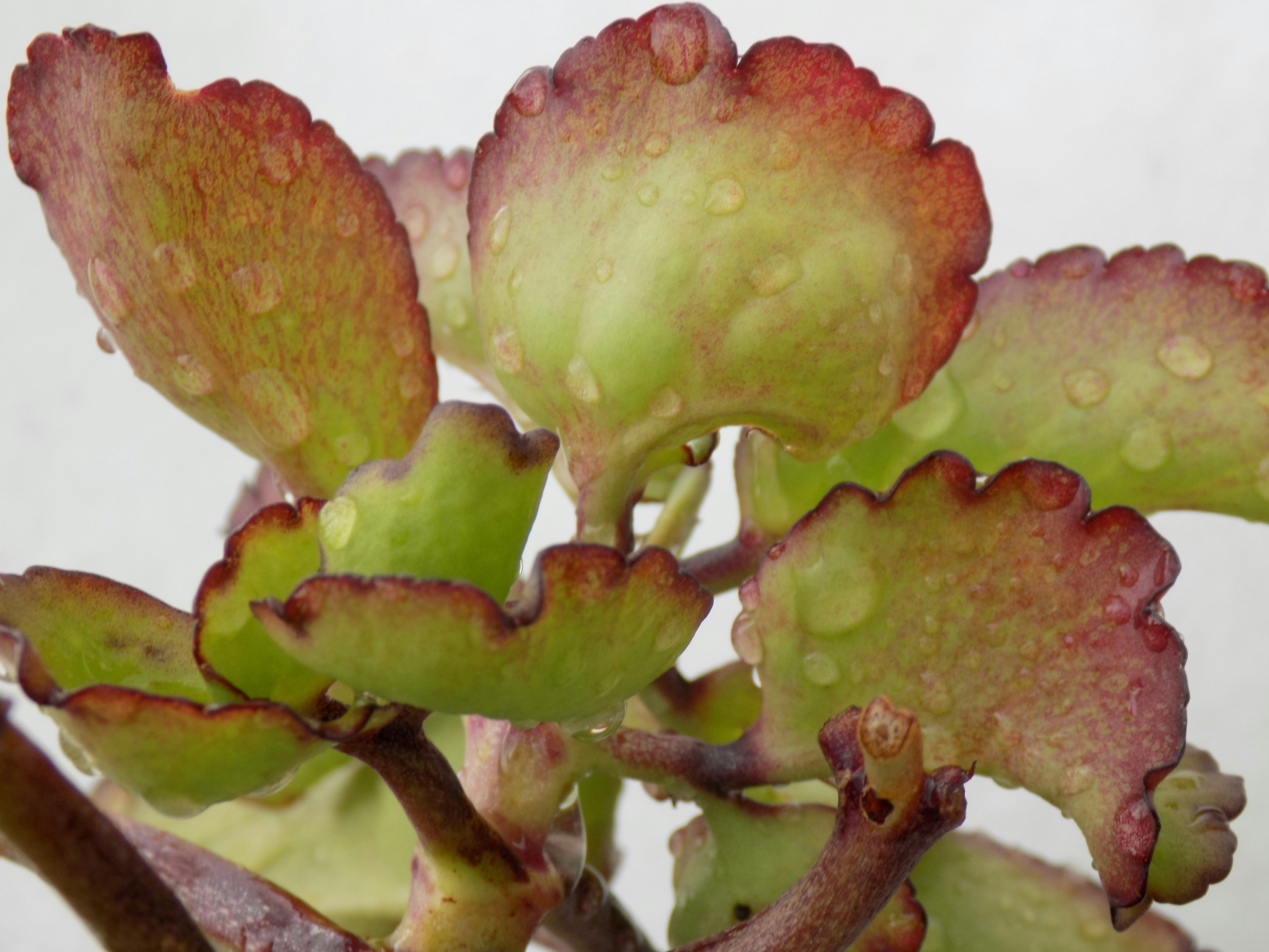 Macro photograph of a succulent with droplets on green leaves edged in red against a white backdrop.