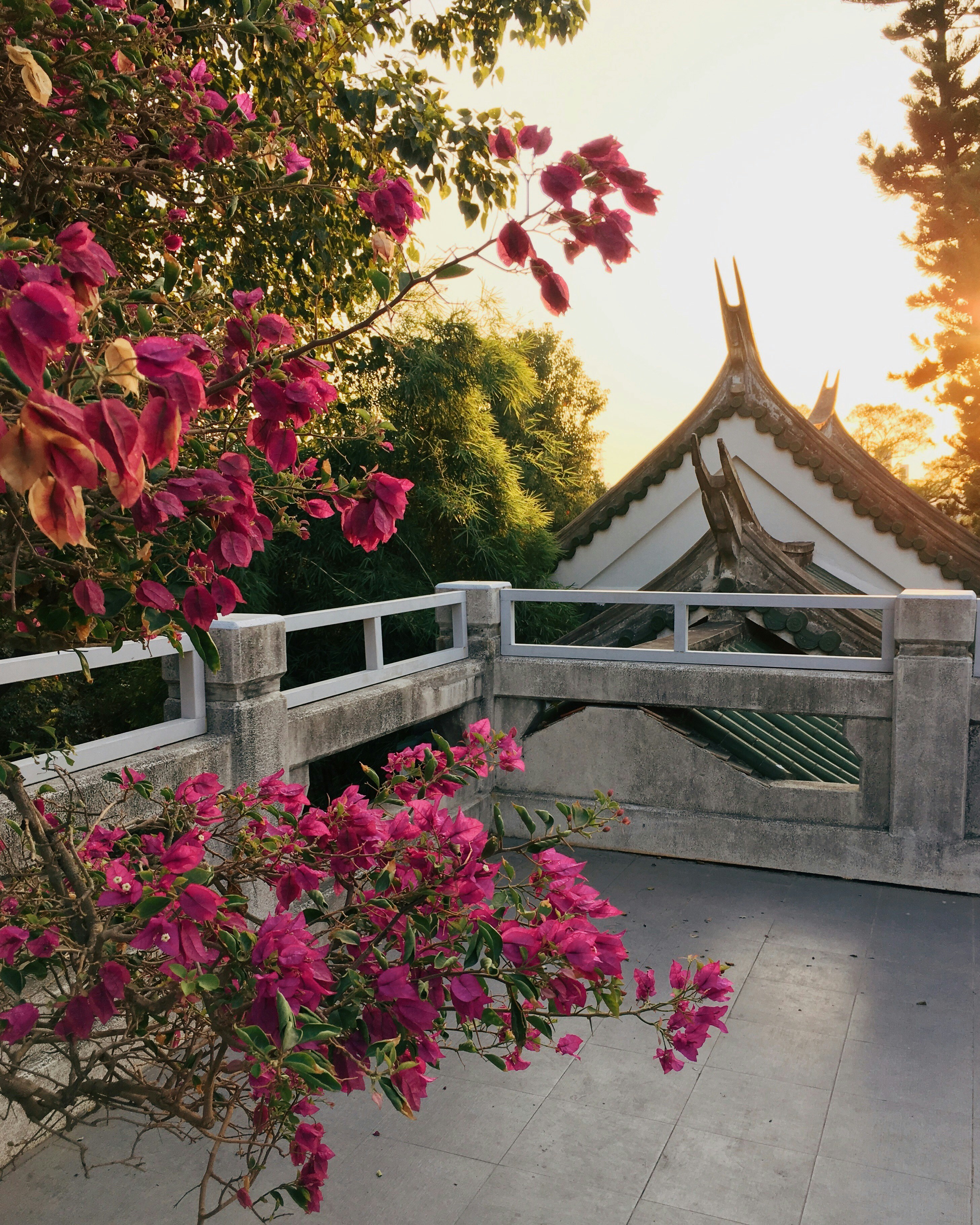 Sunlit Shrine Overlooking a Punch of Pink Blooms