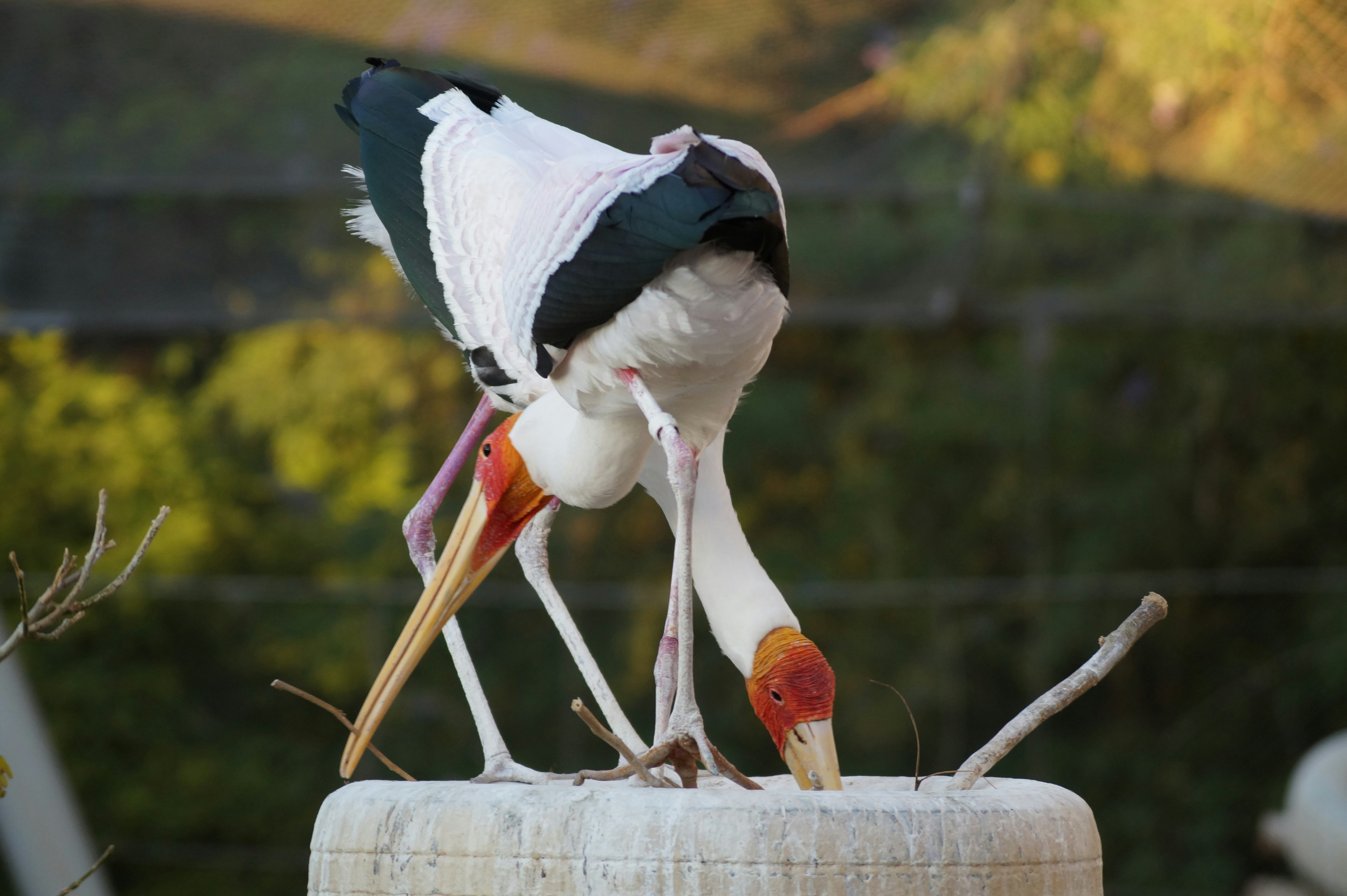 white and black bird on brown wooden fence during daytime