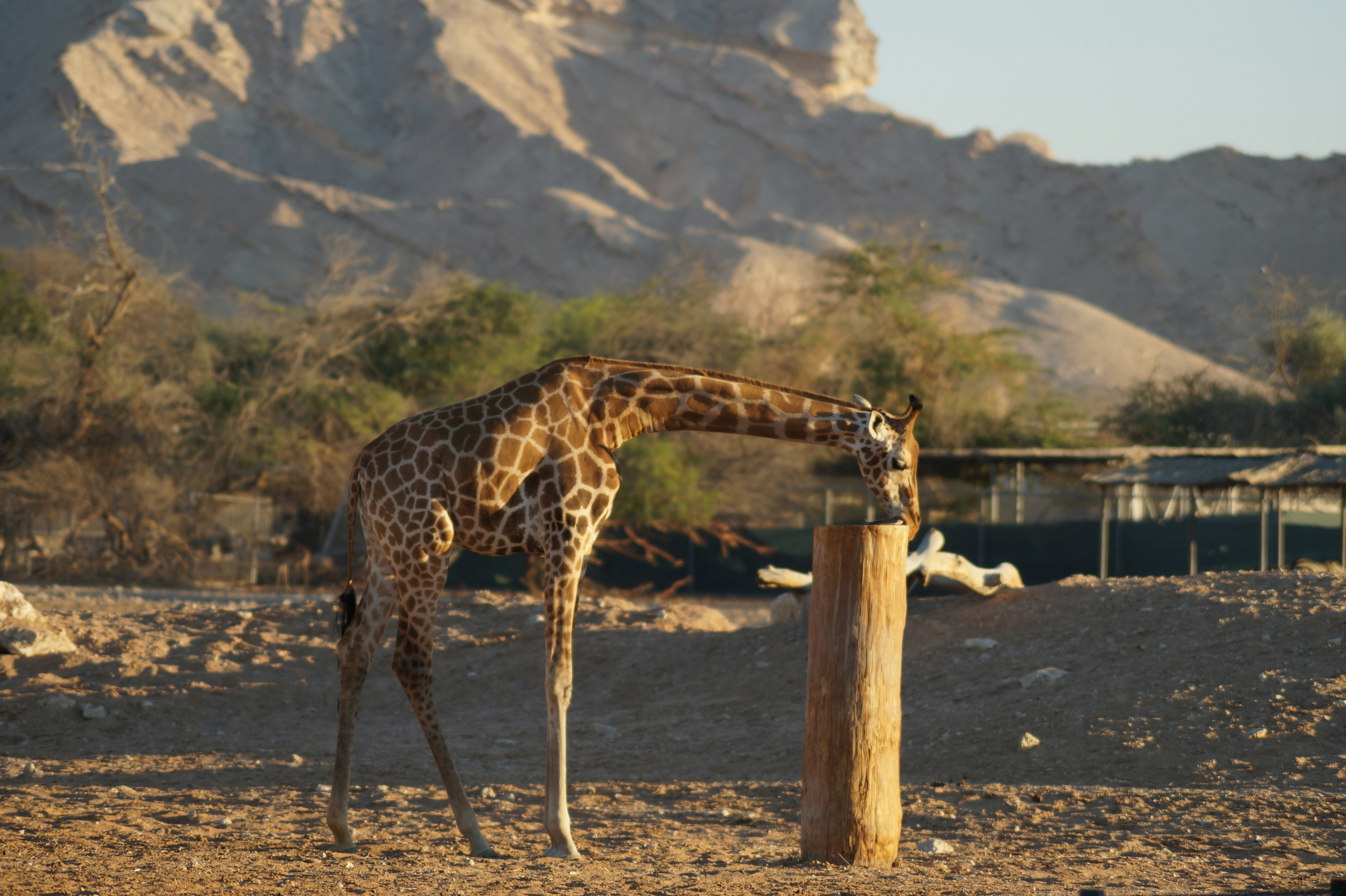 Golden Hour Giraffe: A Quiet Lean by the Post