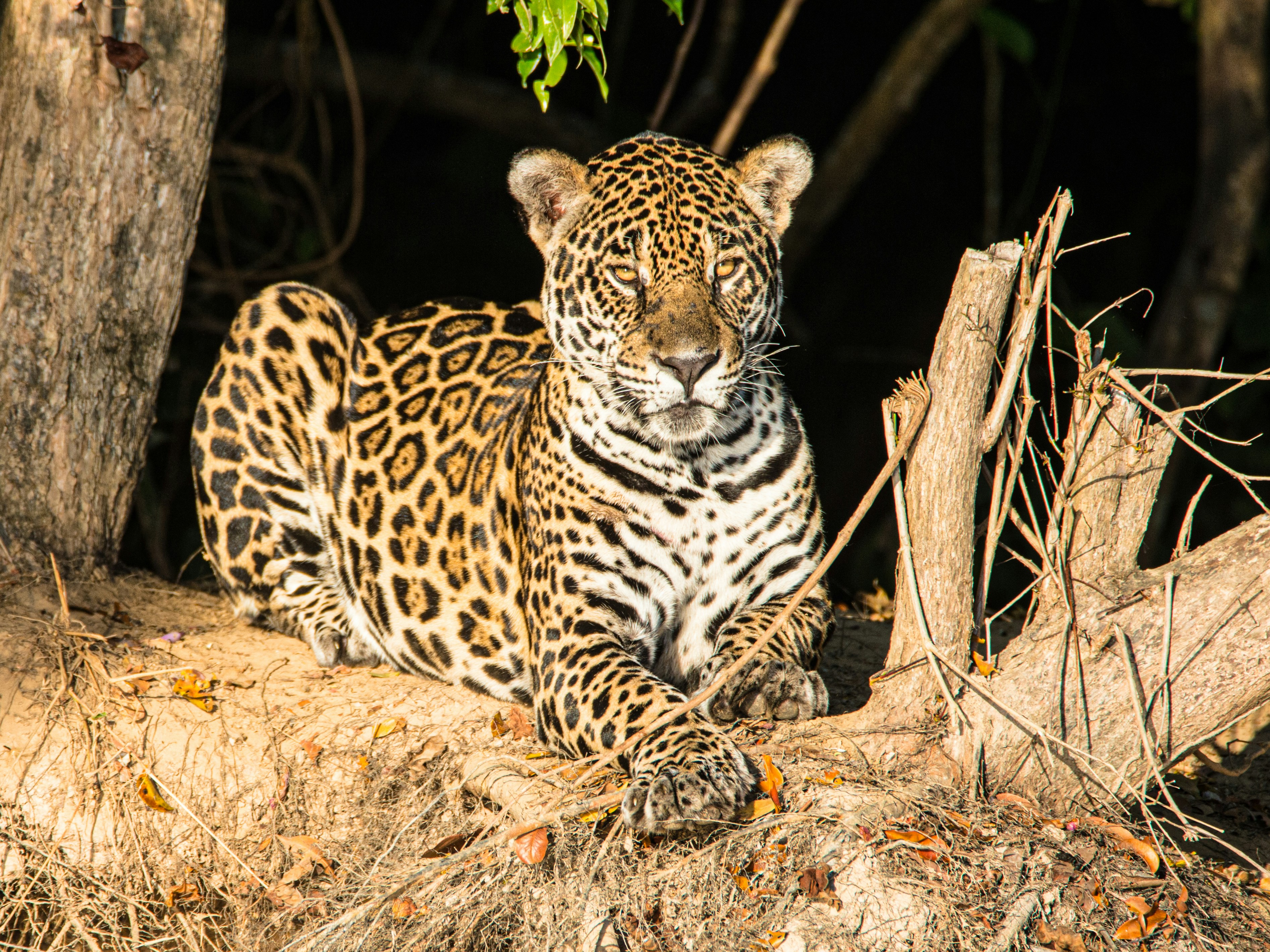 Silent Watcher of the Jungle