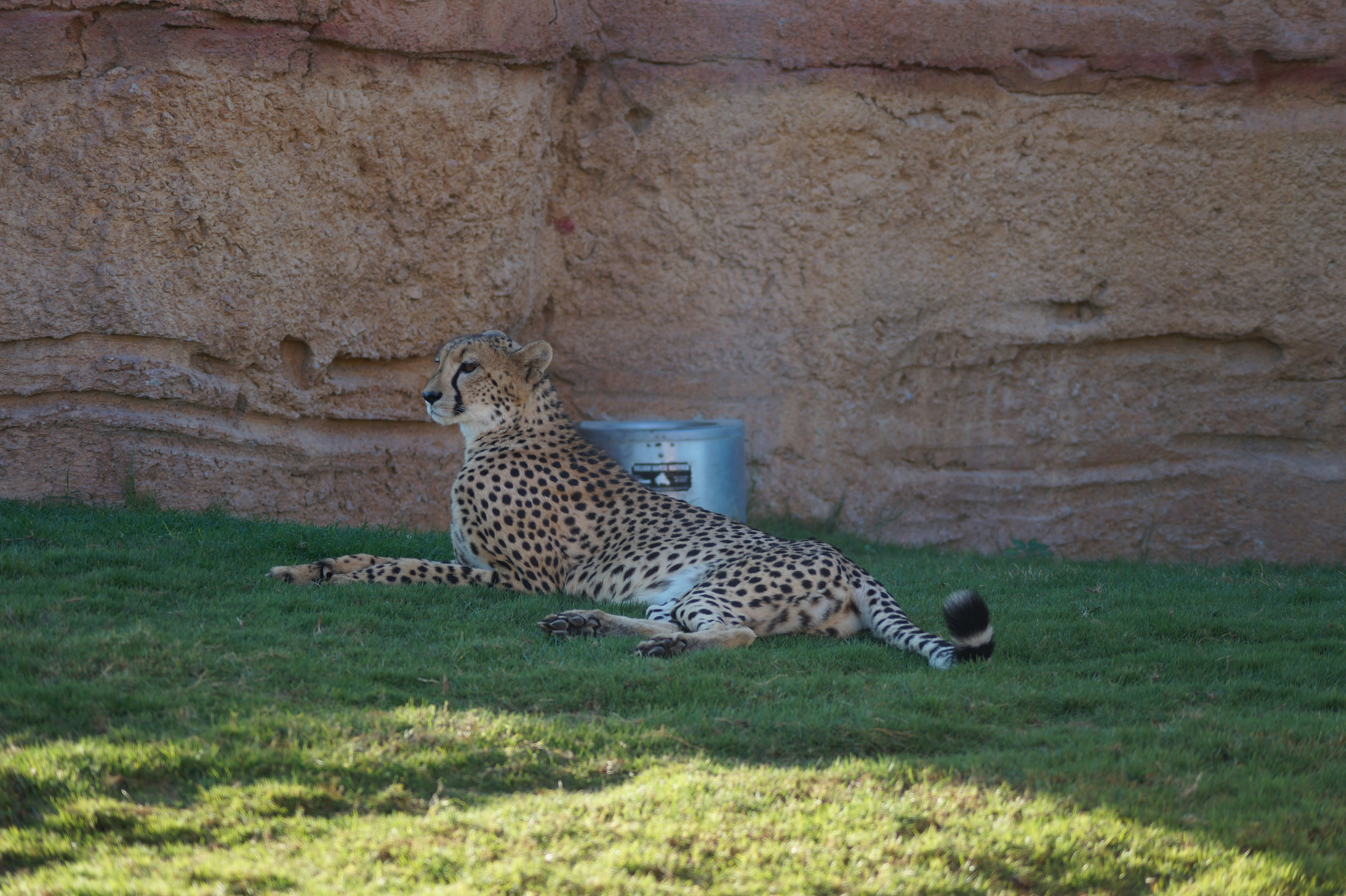 Relaxed Cheetah Lounges by a Water Barrel Under a Rock Wall