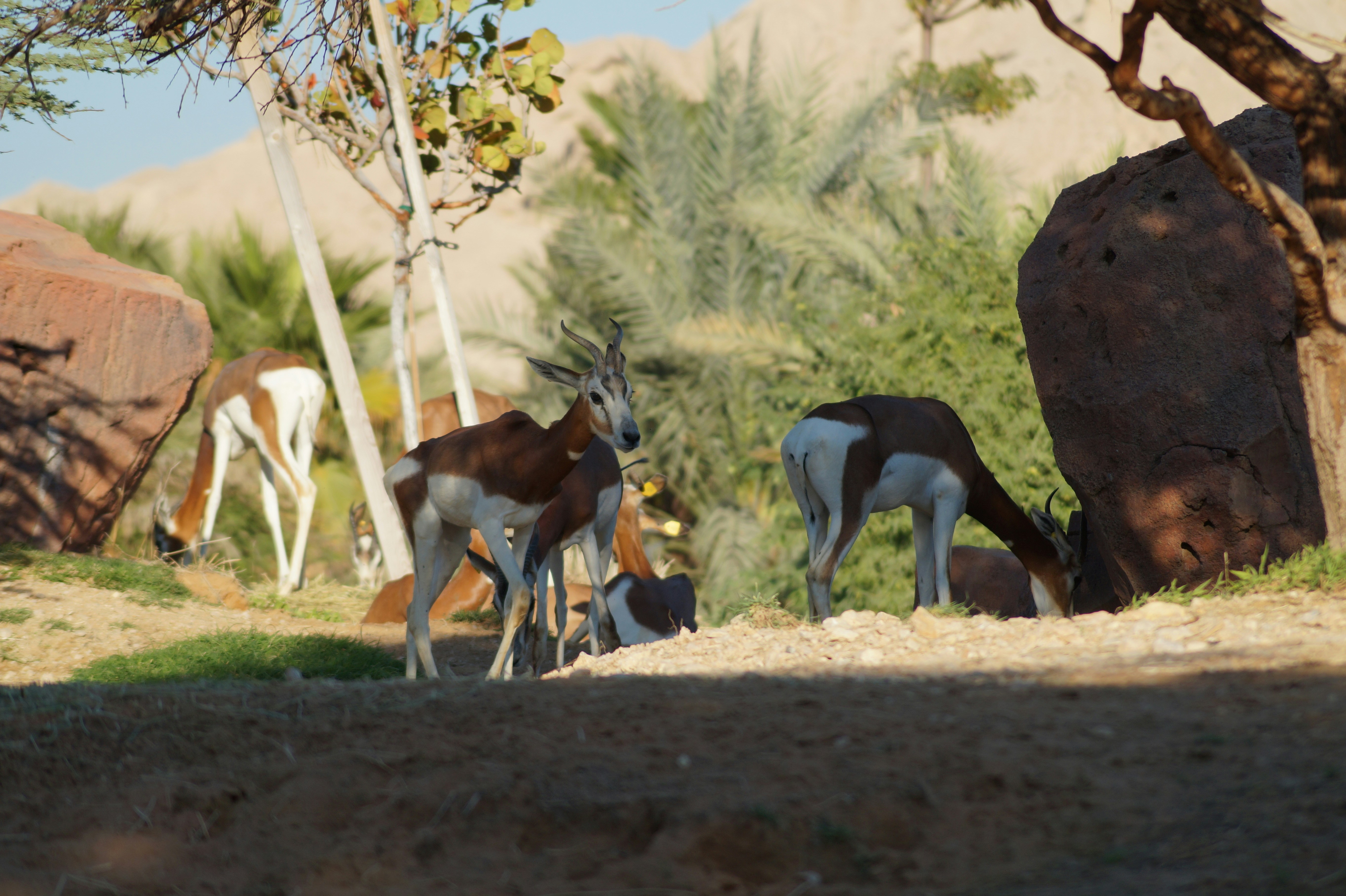 white and brown deer on brown sand during daytime