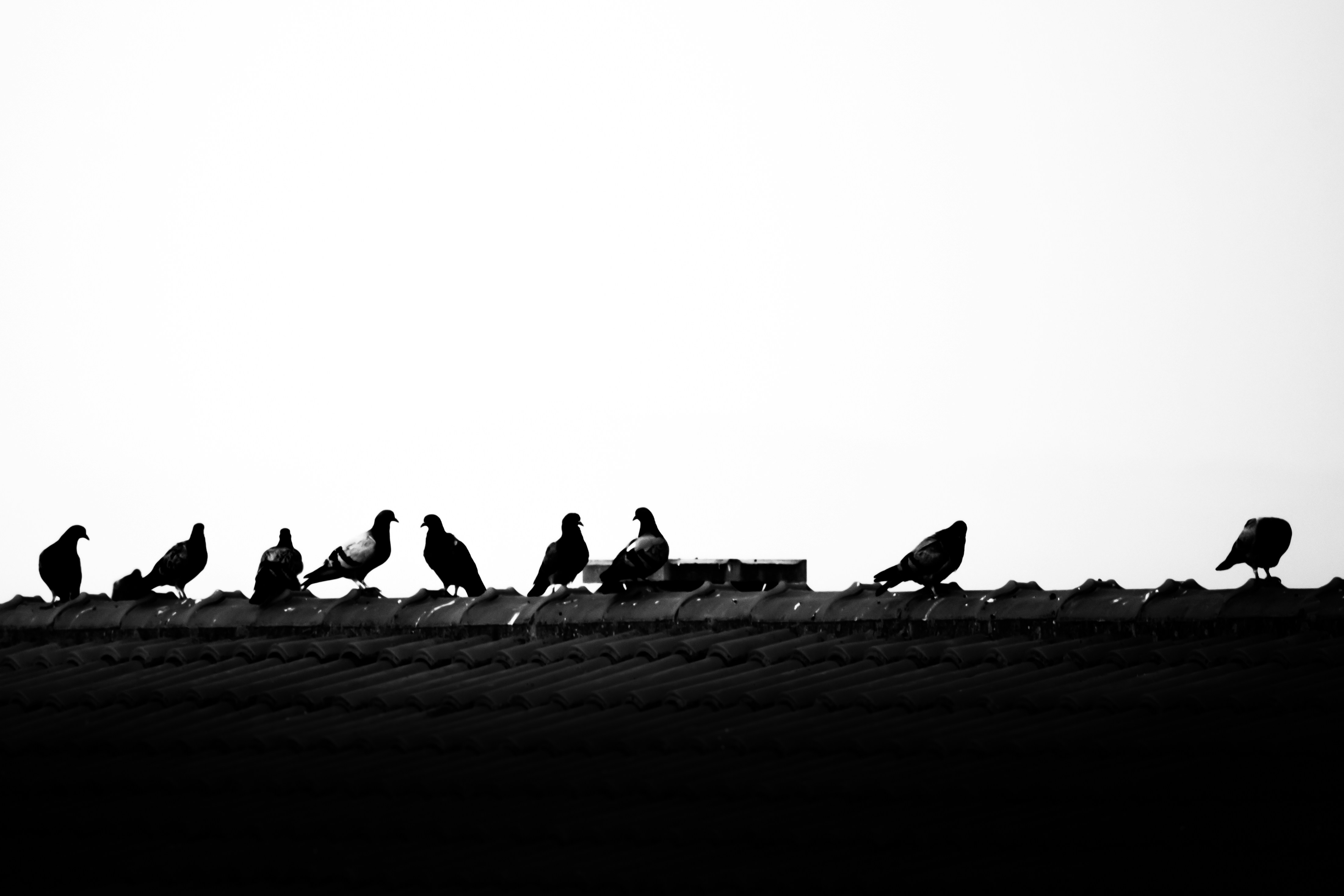 Southern Pickers Pictures | Download Free Images on Unsplash