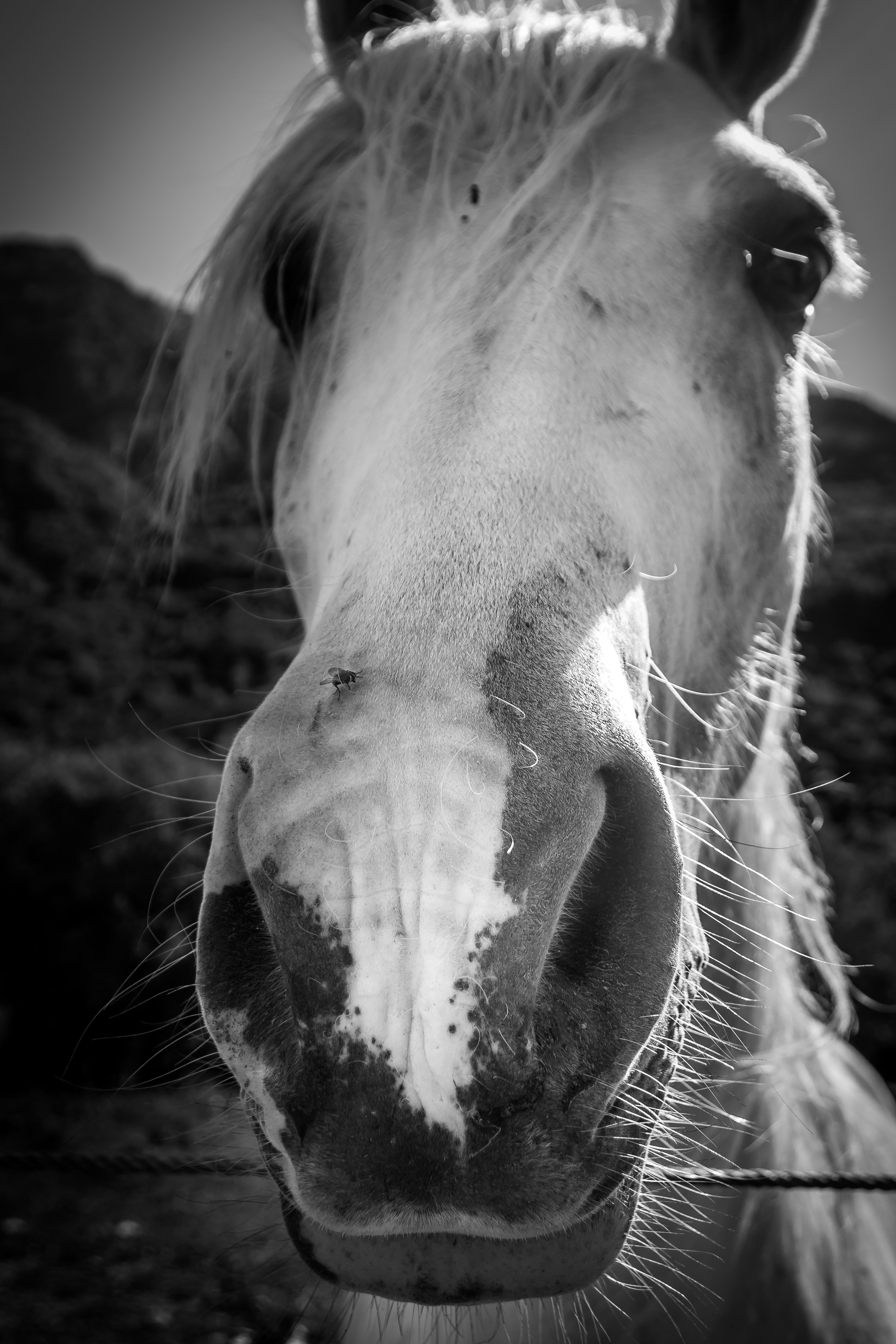 Nose-Forward Portrait in Monochrome: White Horse Close-Up