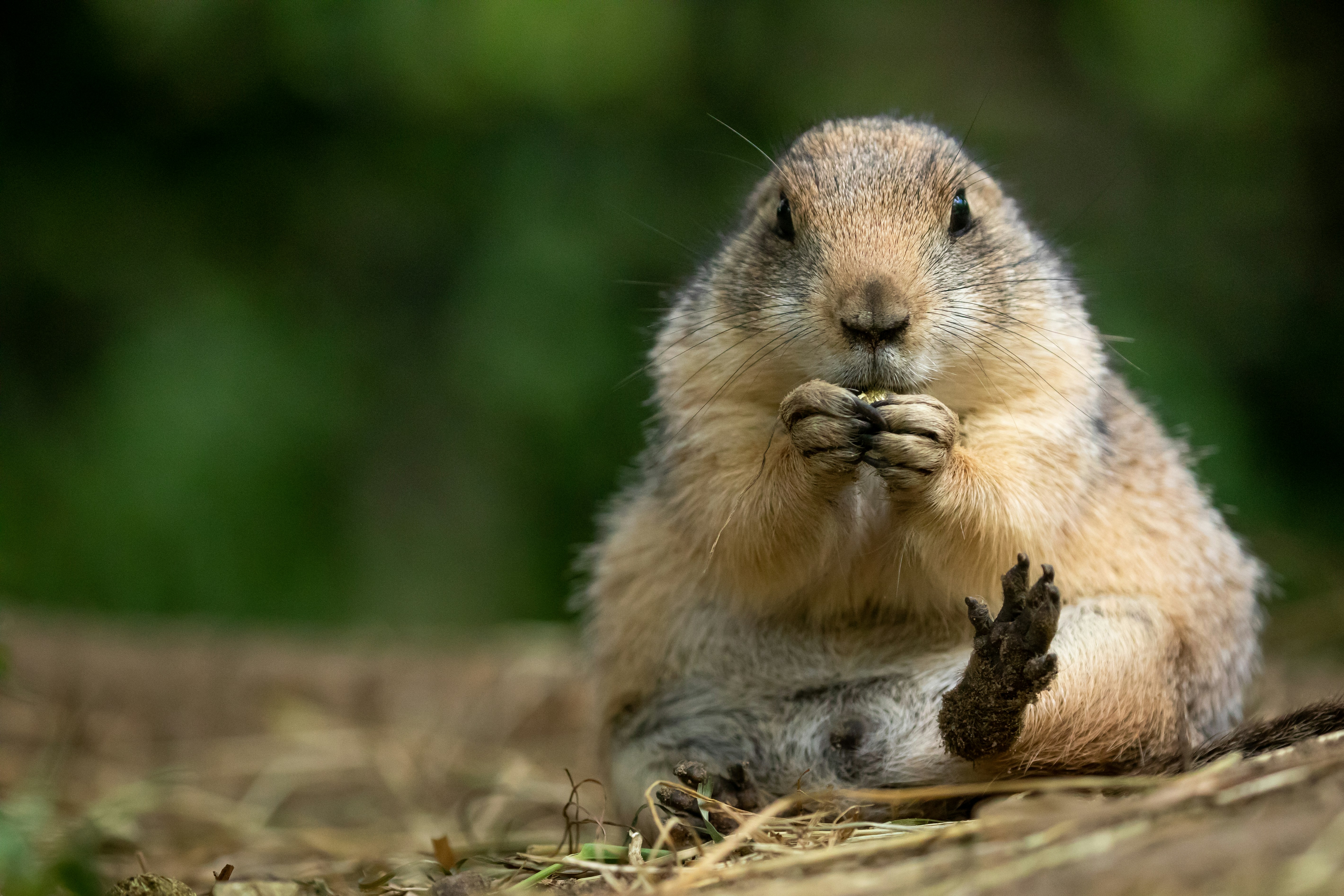 Brown and gray rodent on brown soil photo – Free Animal Image on Unsplash
