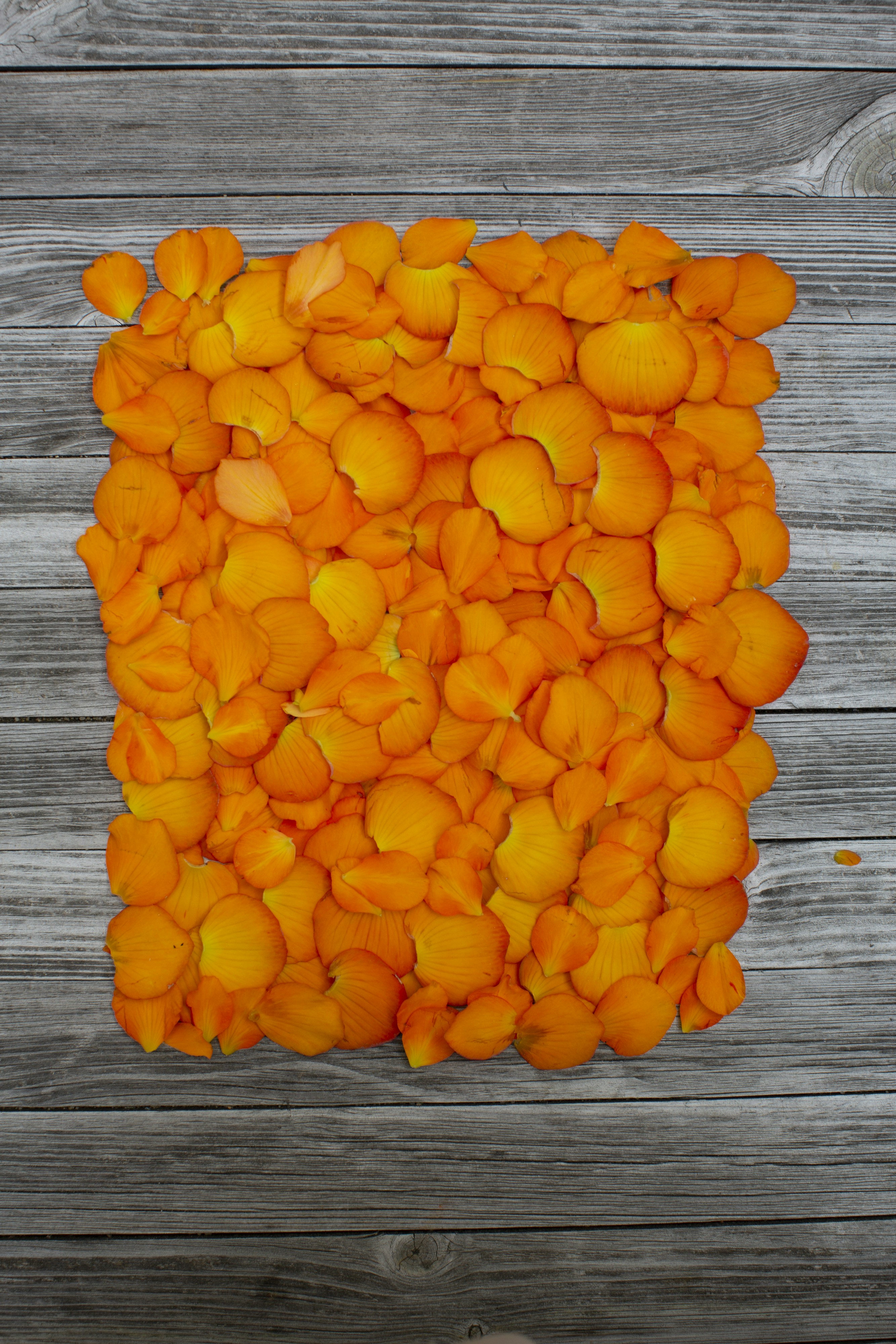 A vibrant arrangement of orange rose petals laid out on a rustic wooden surface, creating a colorful and textured pattern.