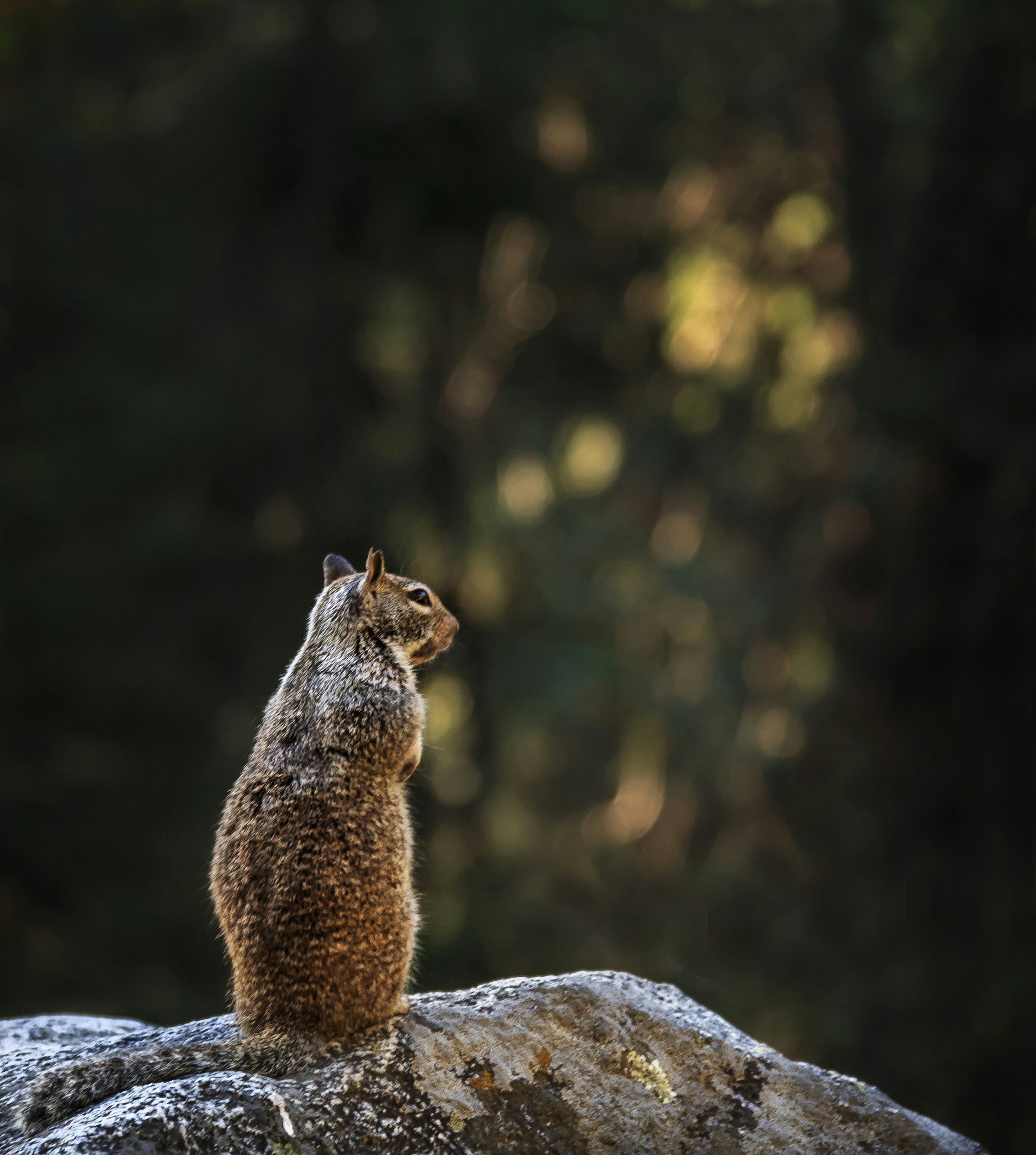 1 chipmunk standing on rock with blurred background