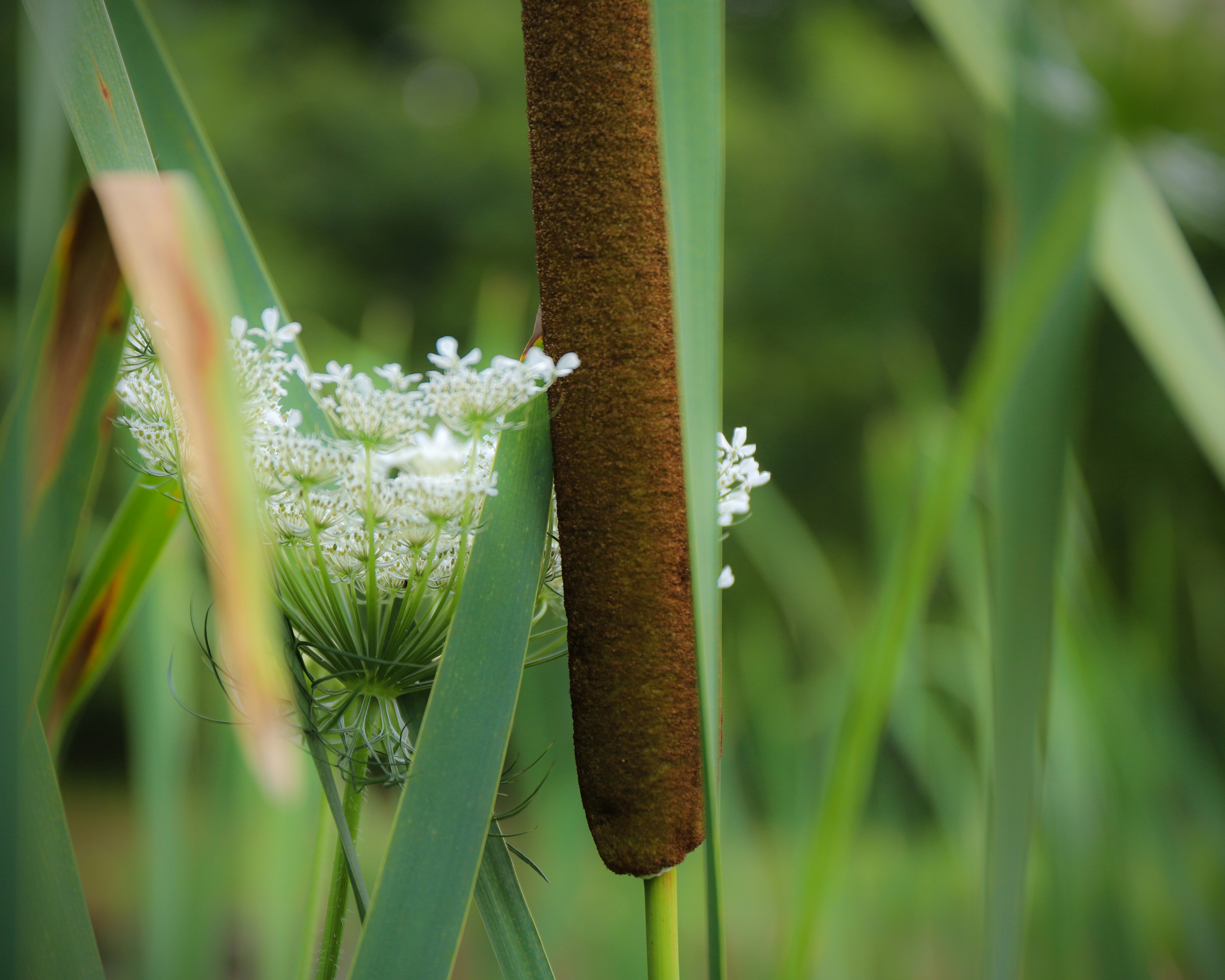 Cattail in Focus: a Brown Spike Amid Green Blades and White Lace
