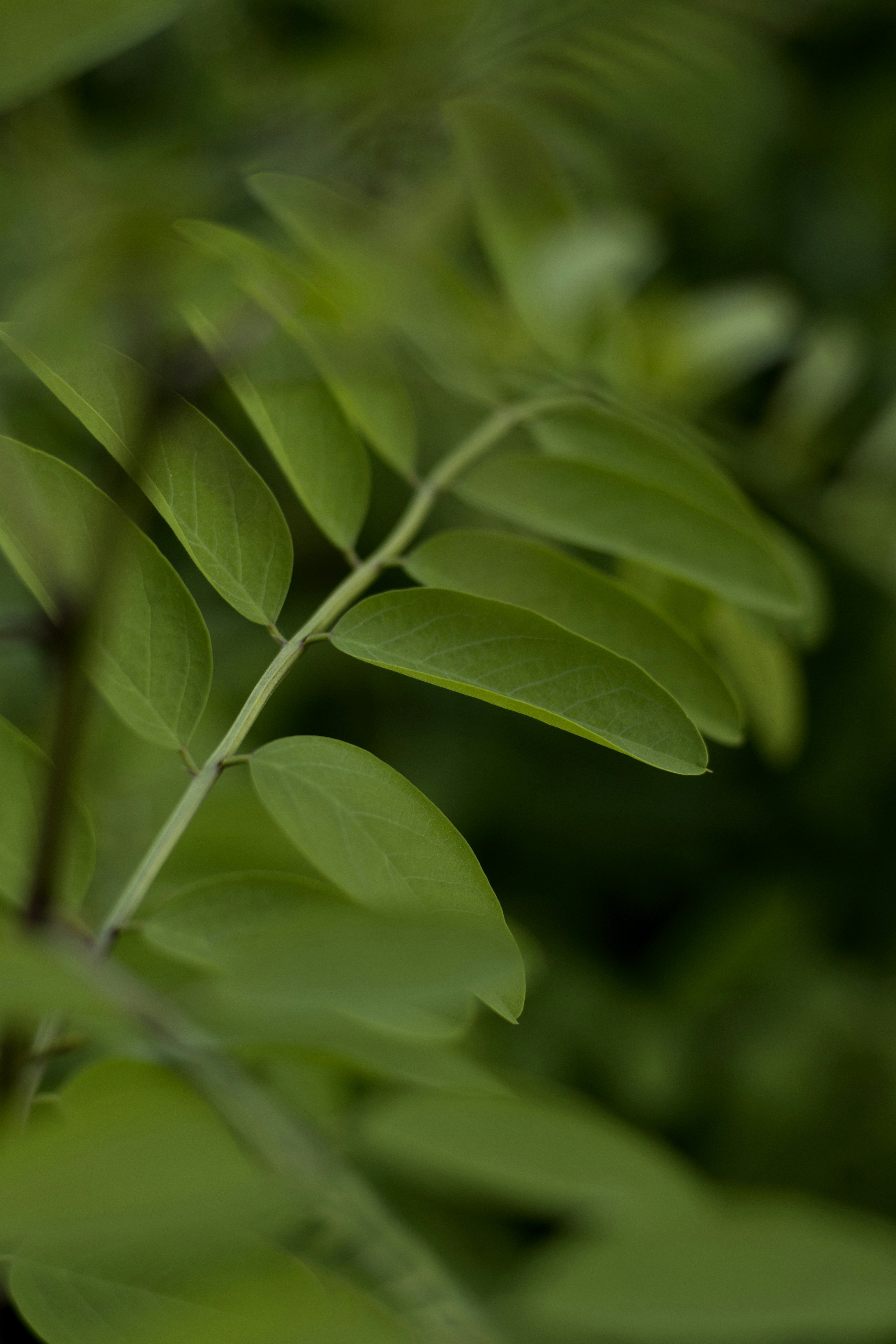 green leaf in close up photography