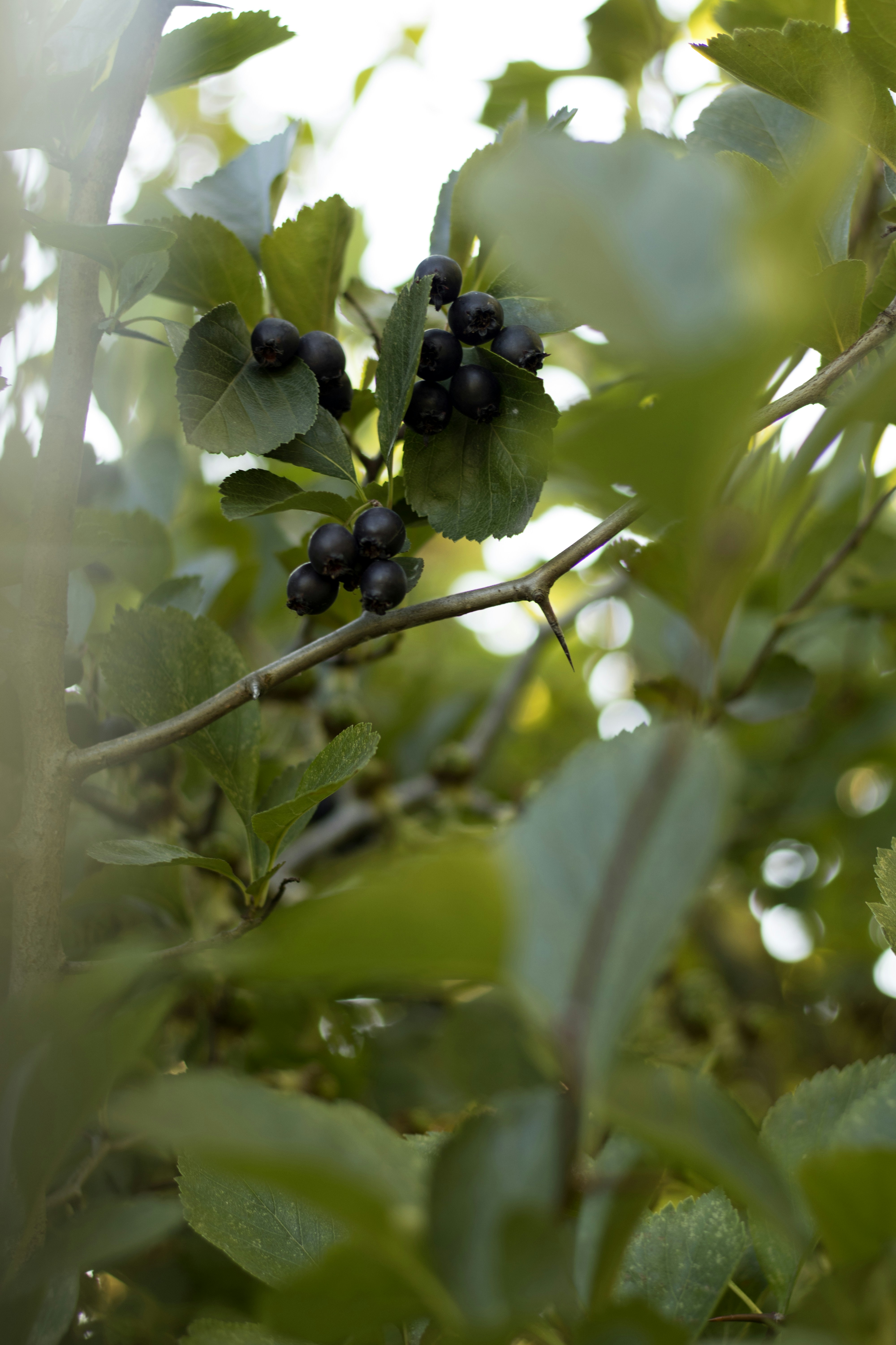 Clusters of dark berries nestled among vibrant green leaves, showcasing nature's intricate details. The composition emphasizes the interplay of light and shadow.