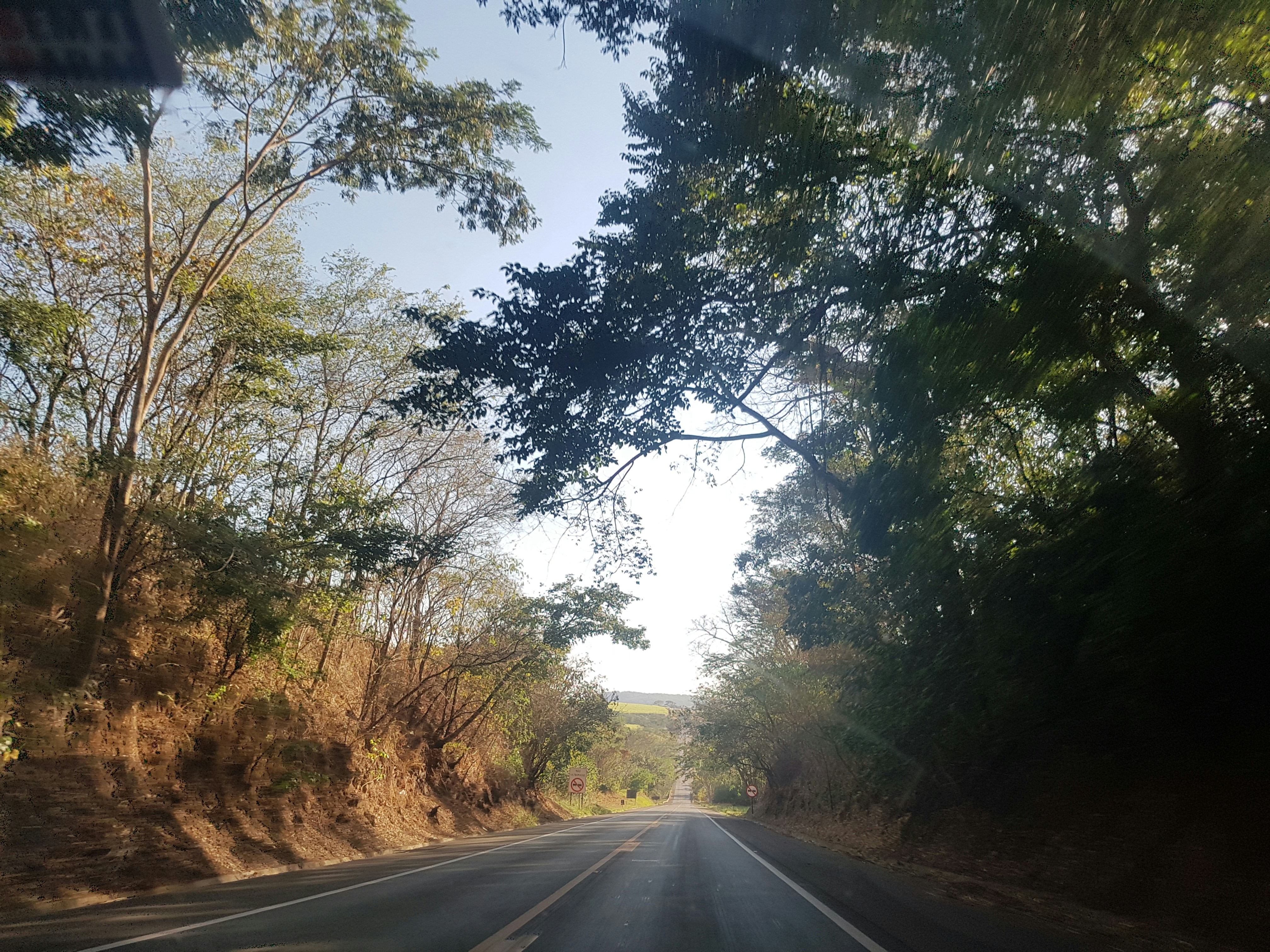 Sun-dappled road flanked by lush green trees under a clear blue sky.