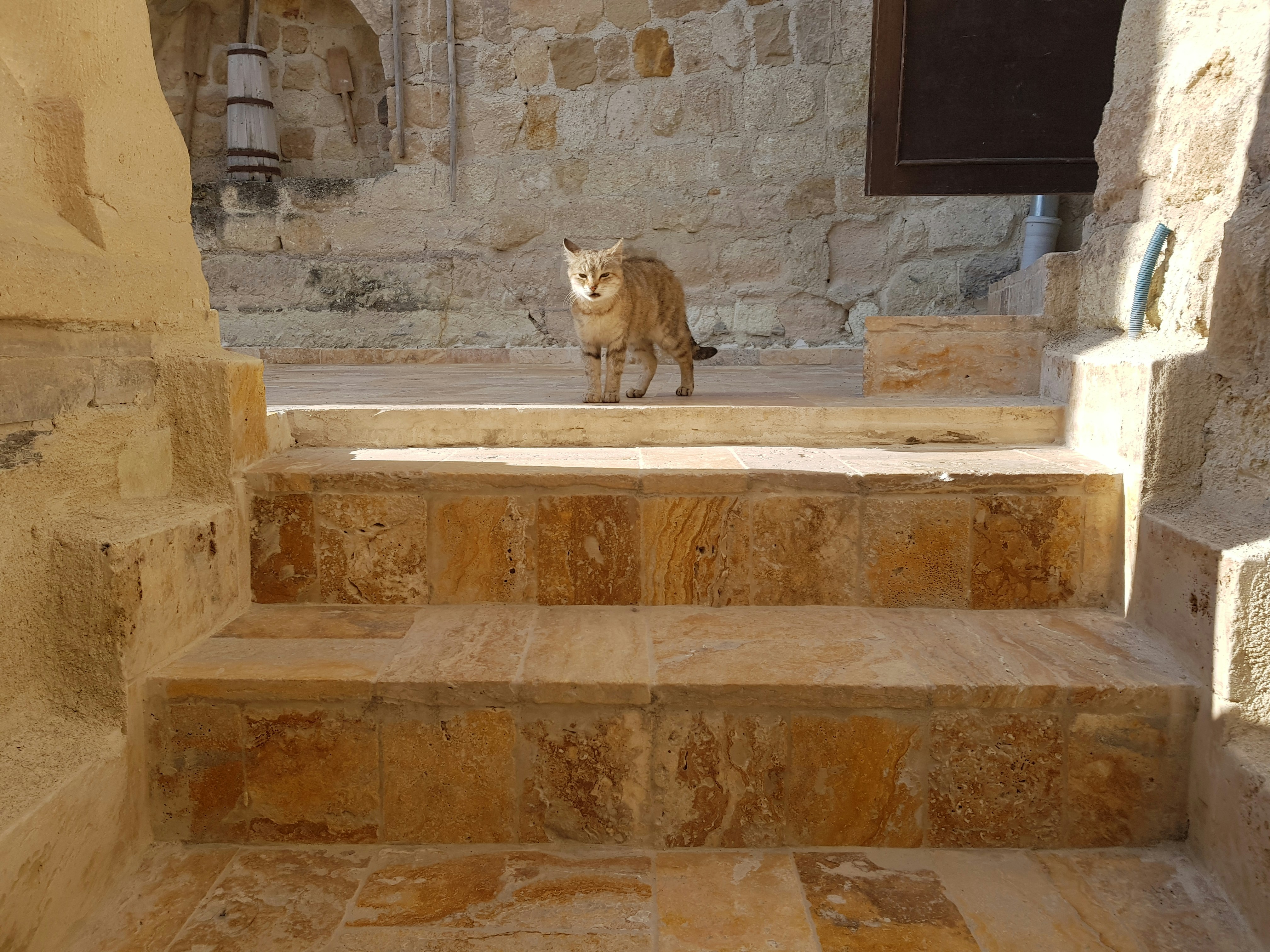 A curious cat stands on stone steps in a historic setting, surrounded by weathered walls and sunlight filtering through the architecture.