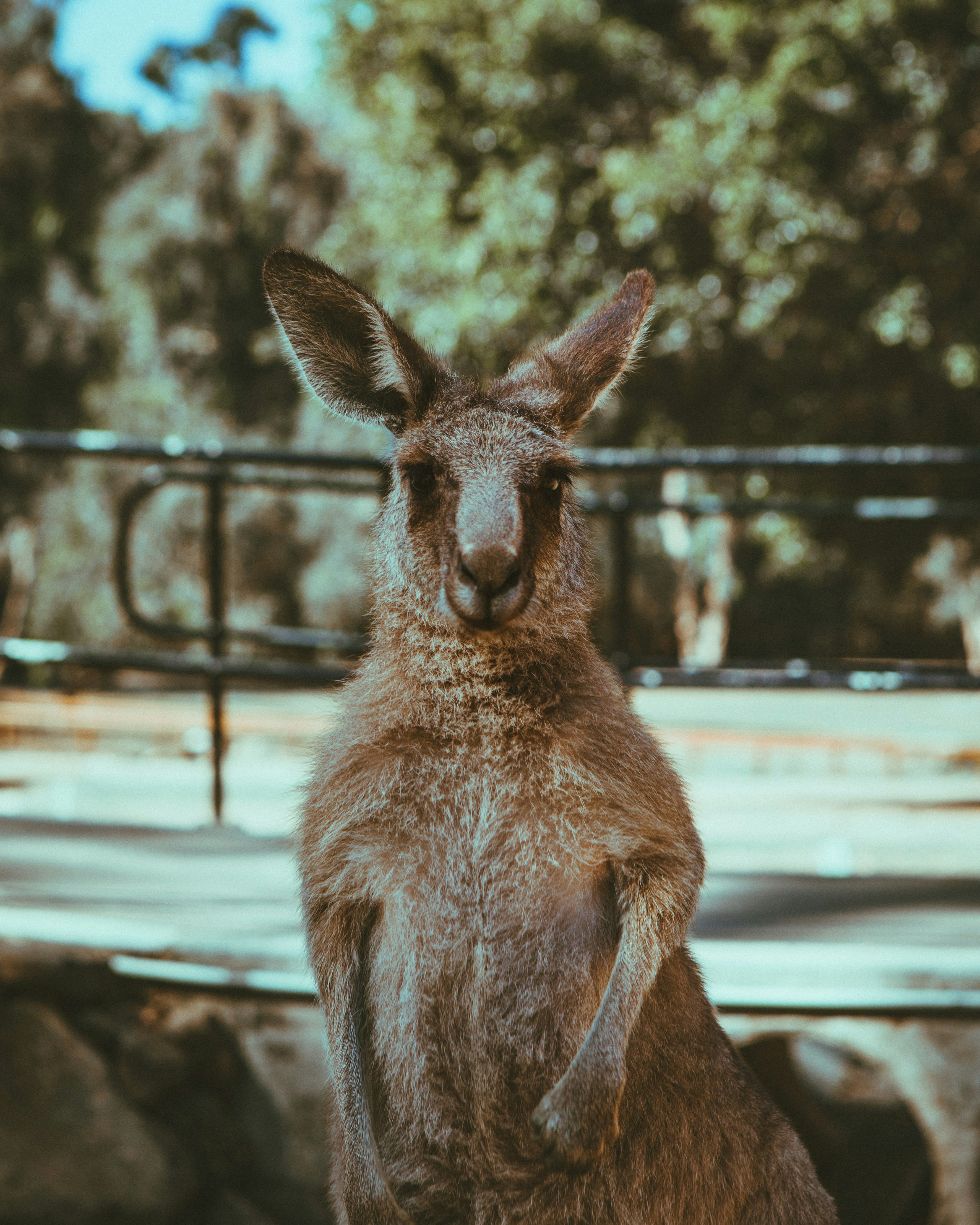 Kangaroo standing upright in a natural setting, showcasing its inquisitive nature amidst a blurred background of trees.