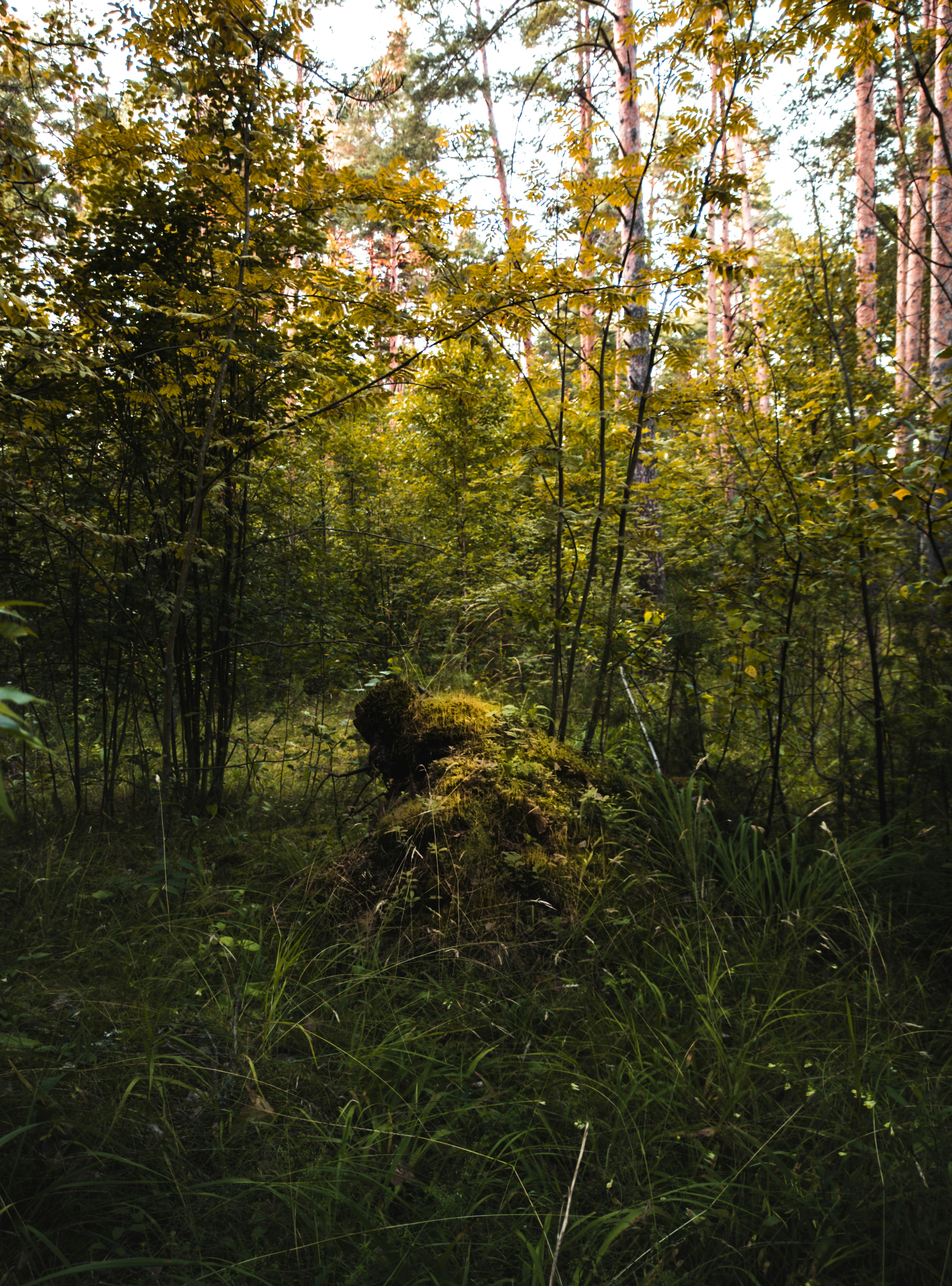 Dense forest with sunlight filtering through tall trees and moss-covered stump in the foreground.