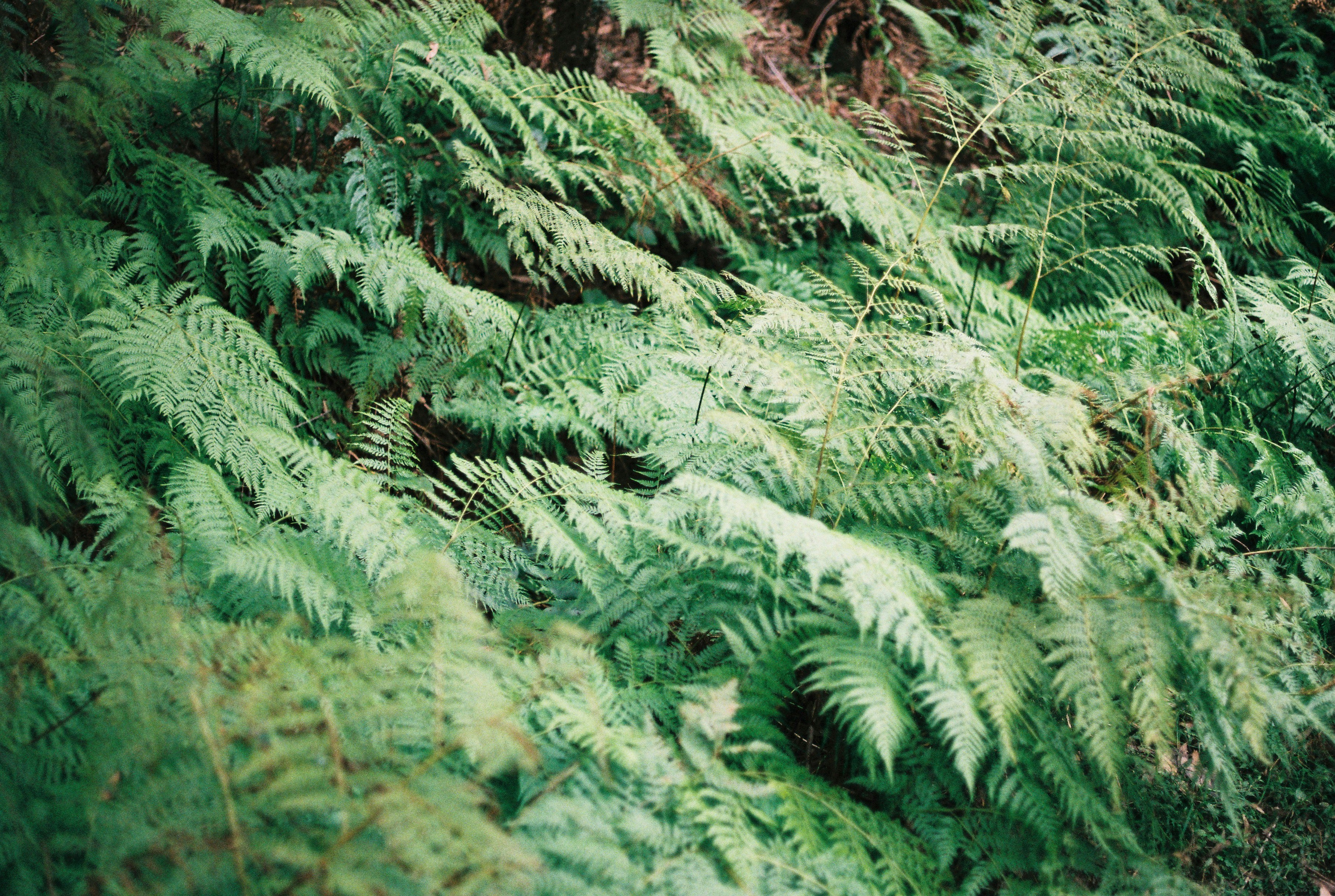 Emerald Frond Mosaic in Forest Shadow