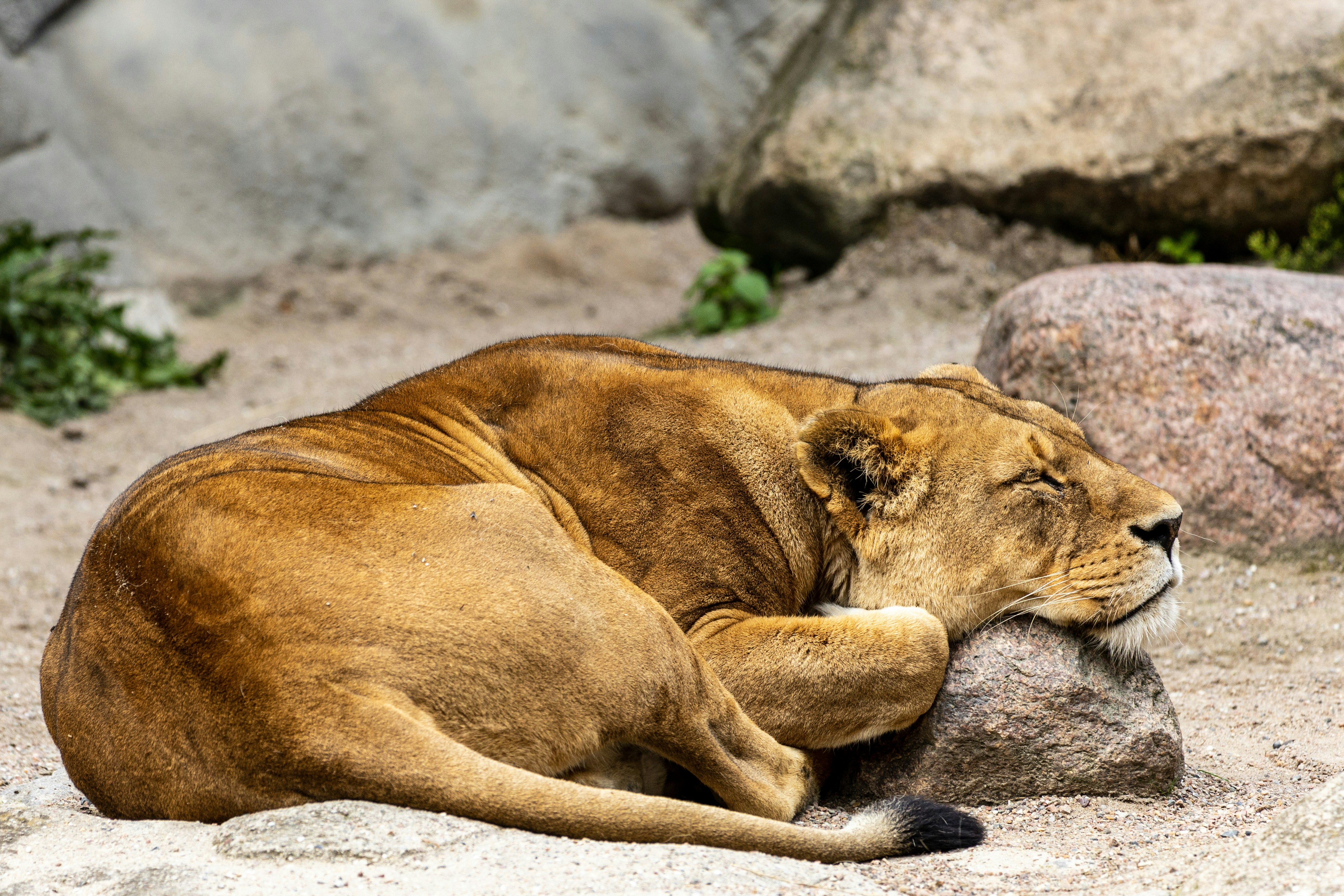 Lioness resting her head on a rock in a tranquil setting, embodying a moment of peace in nature.
