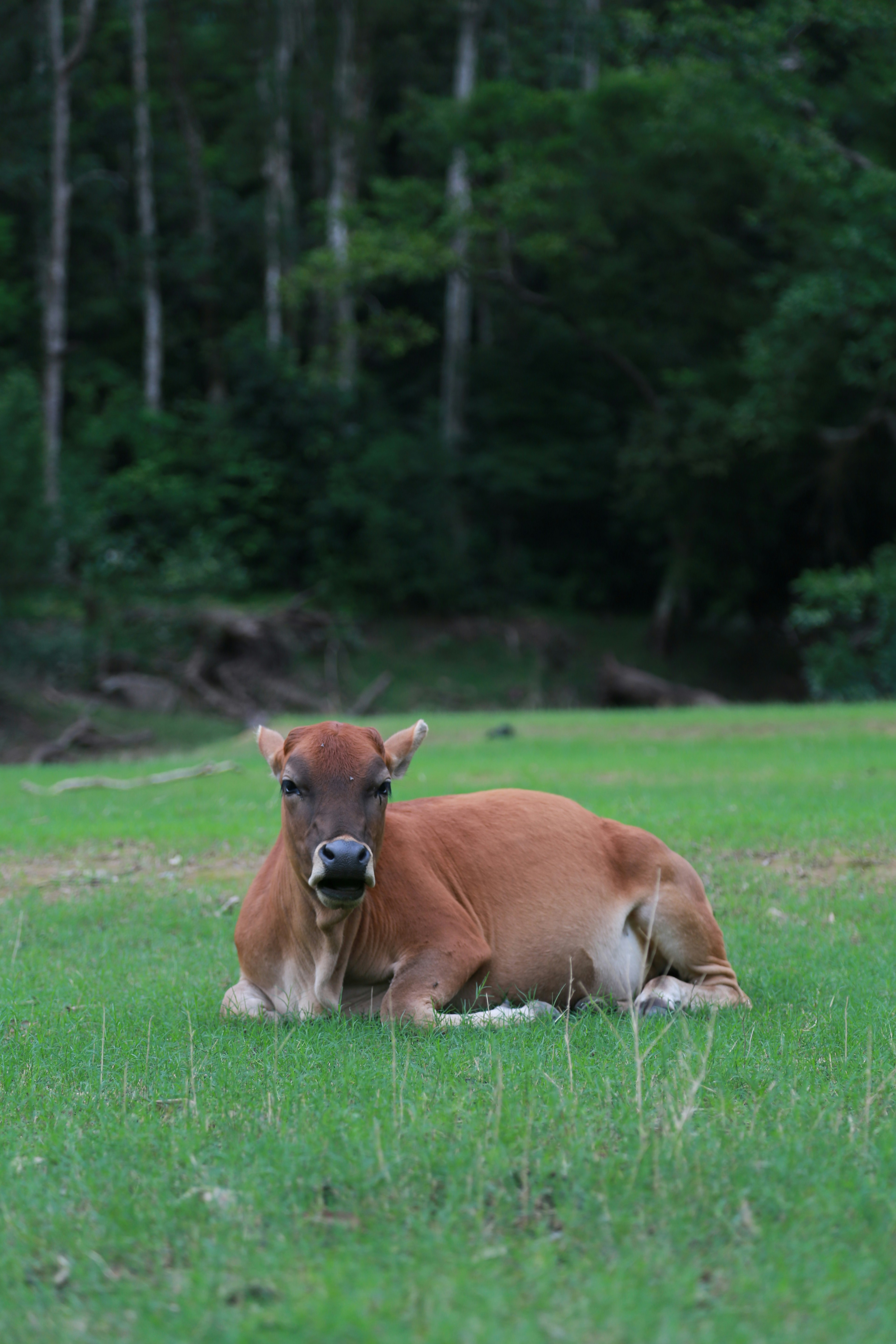 Foto Vaca marrón acostada en un campo de hierba verde durante el día ...