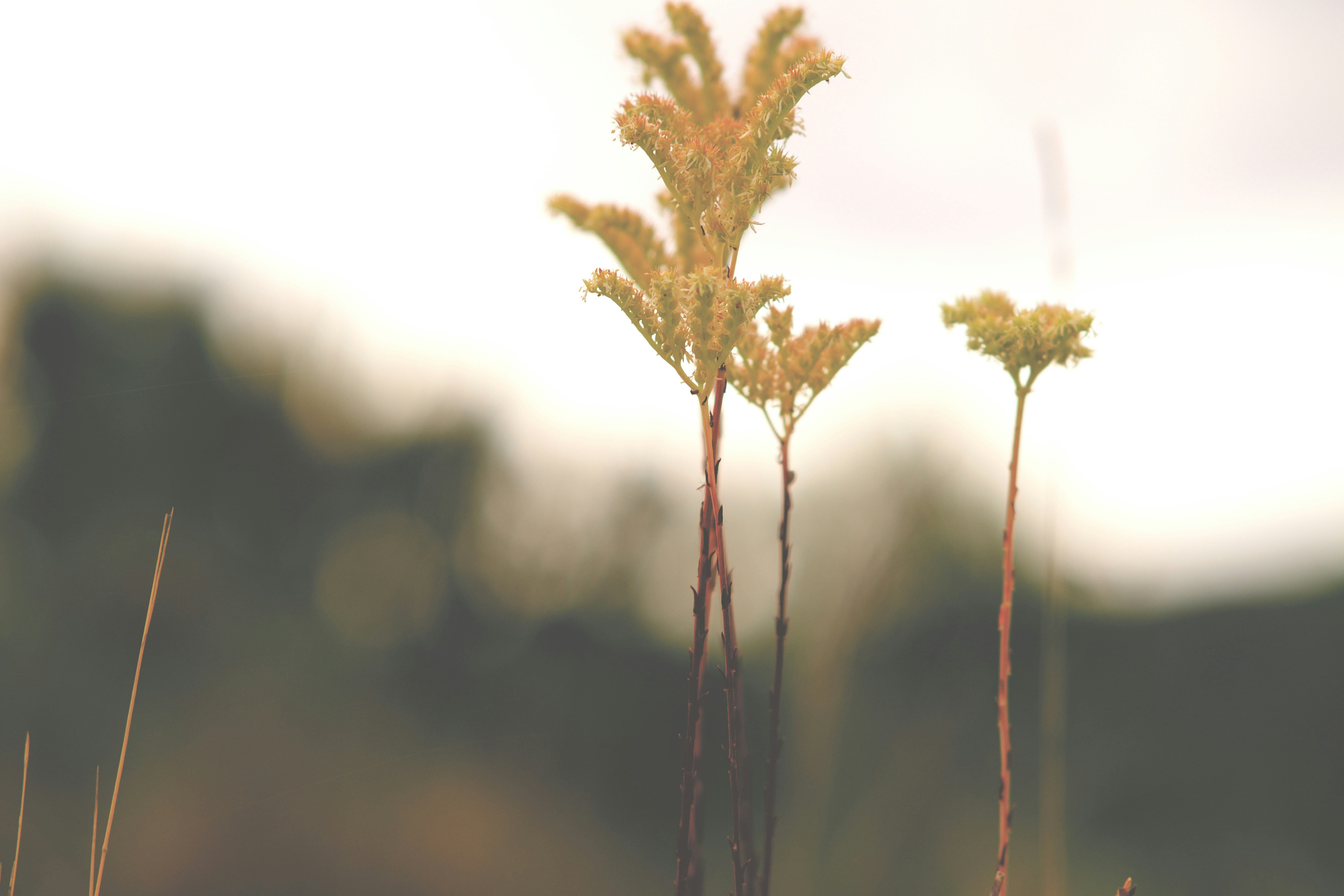 Whispers of the Meadow