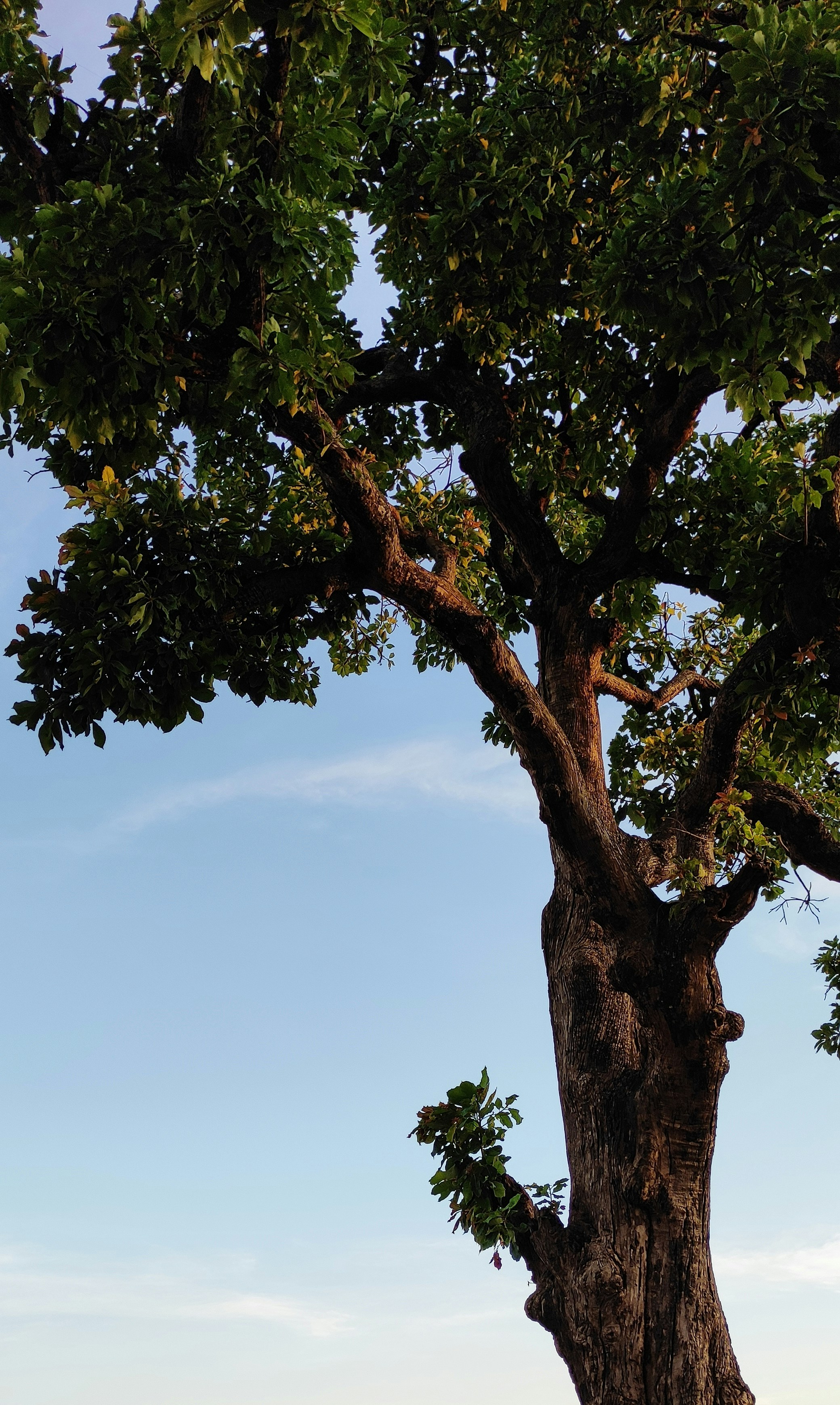Green tree under white sky during daytime photo – Free Ganj basoda ...
