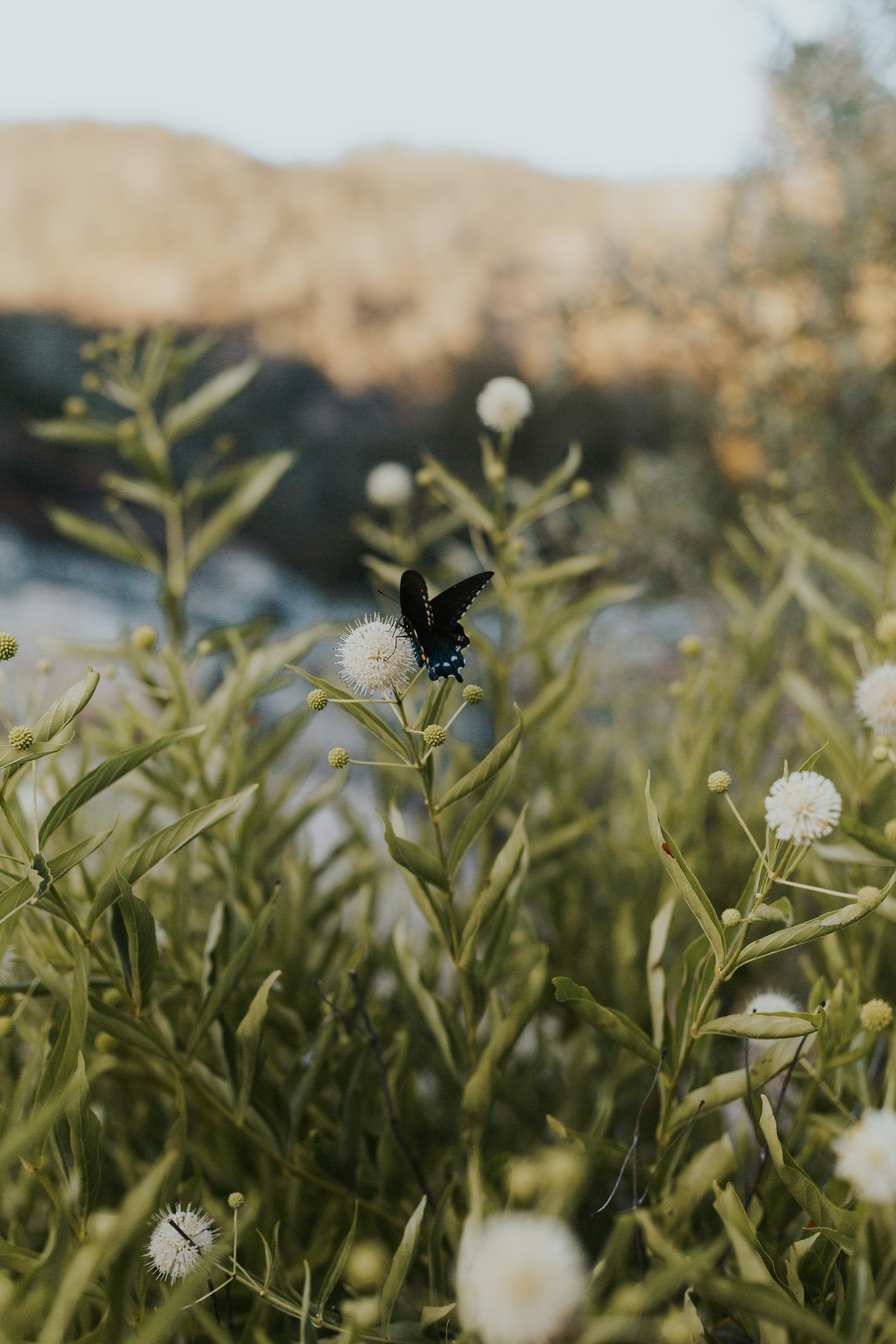 Blue-Edged Butterfly on a White Globe: A Quiet Riverbank Moment