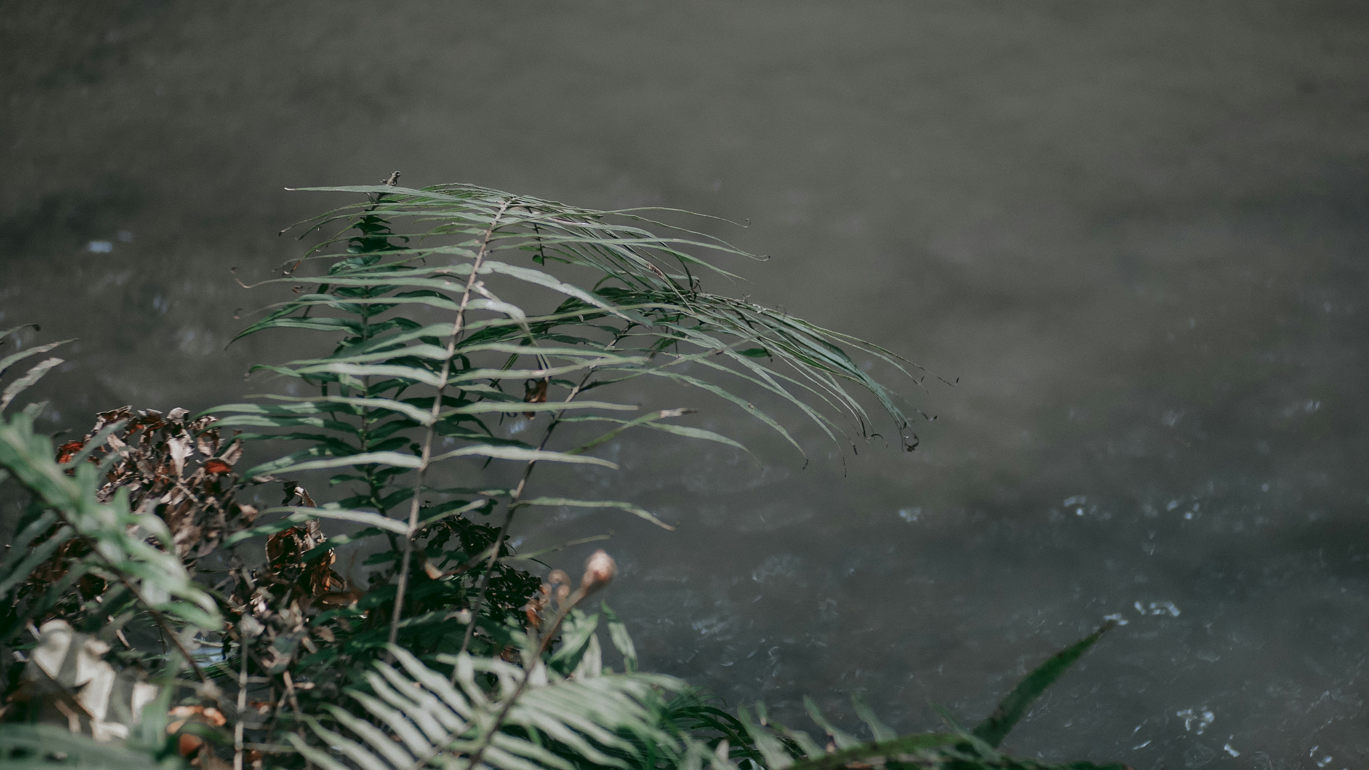 Ferns Along a Quiet Riverbank