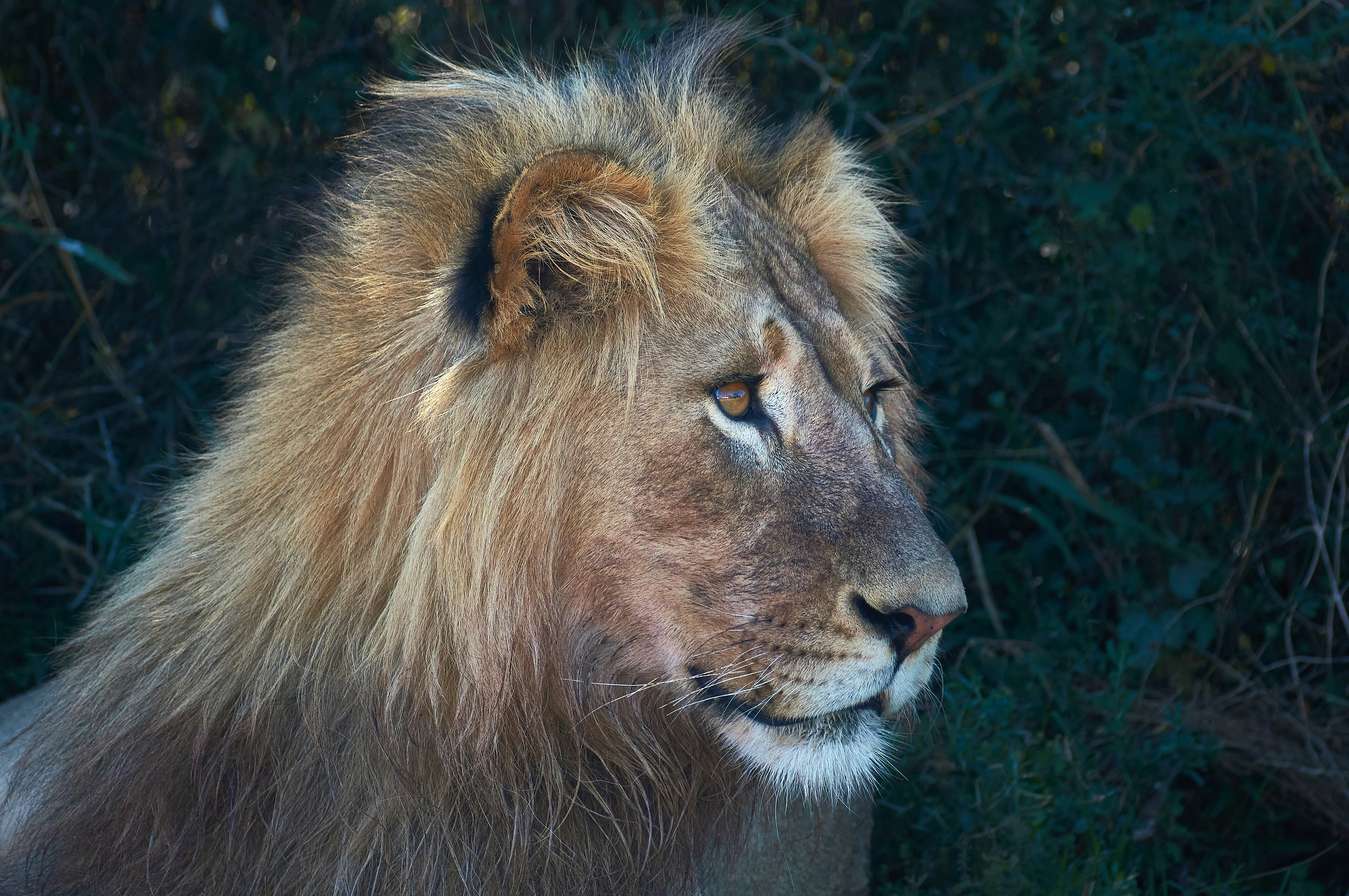 Profile of a Regal Lion: Quiet Gaze in Dappled Shade