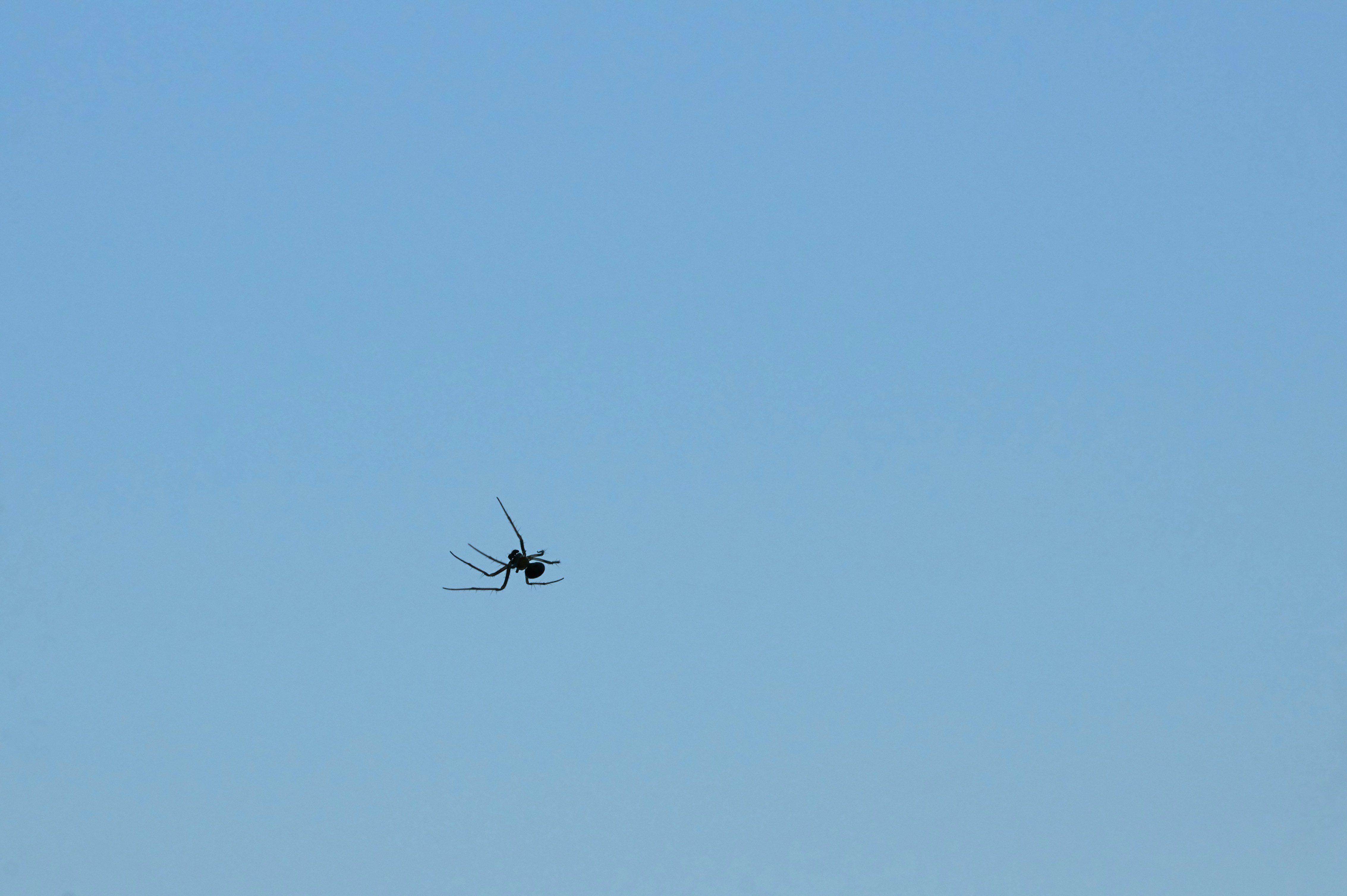 Skybound Spider: a lone silhouette against blue