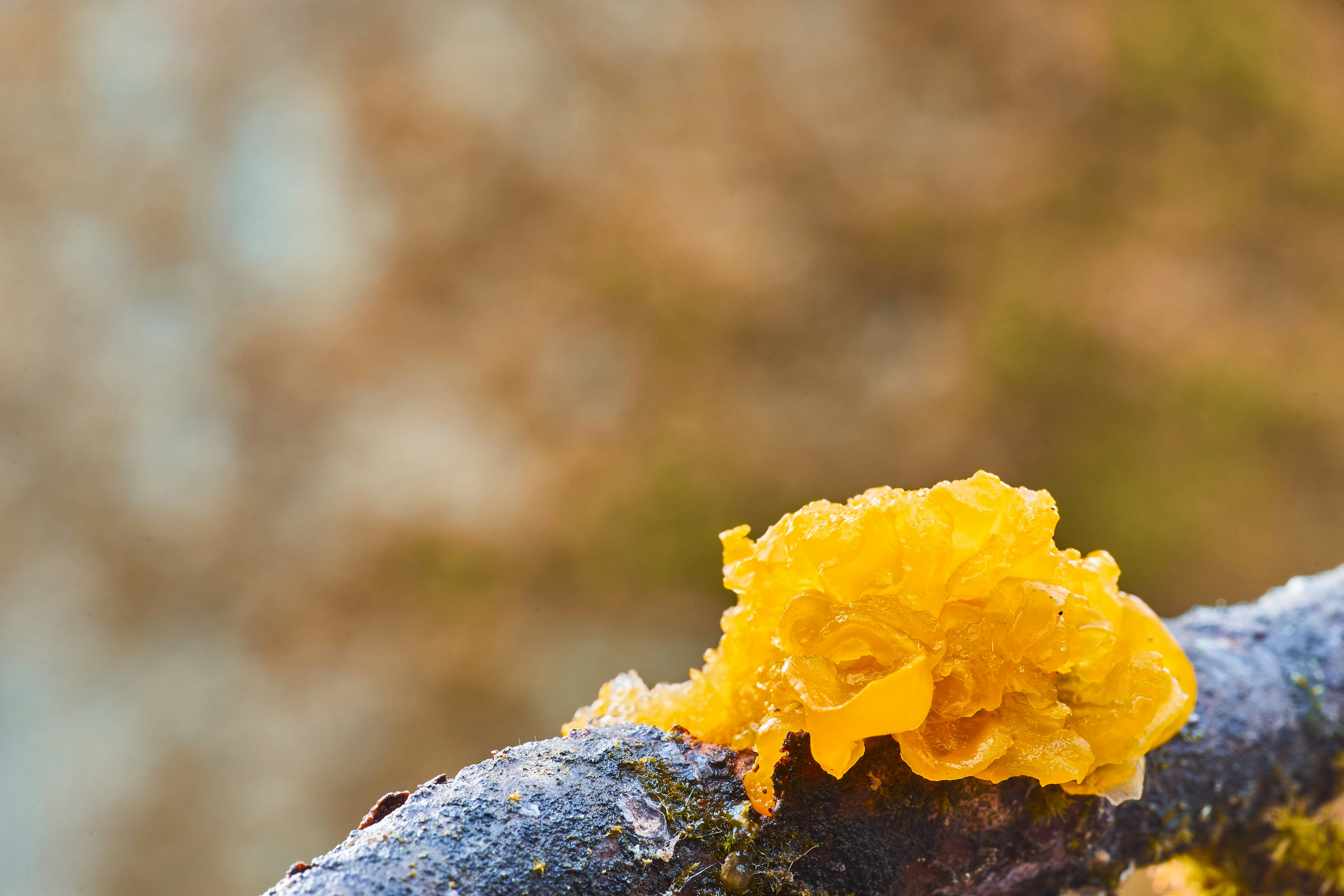 Amber Fungus on Mossy Branch: A Tiny Burst of Color in Quiet Woodlands