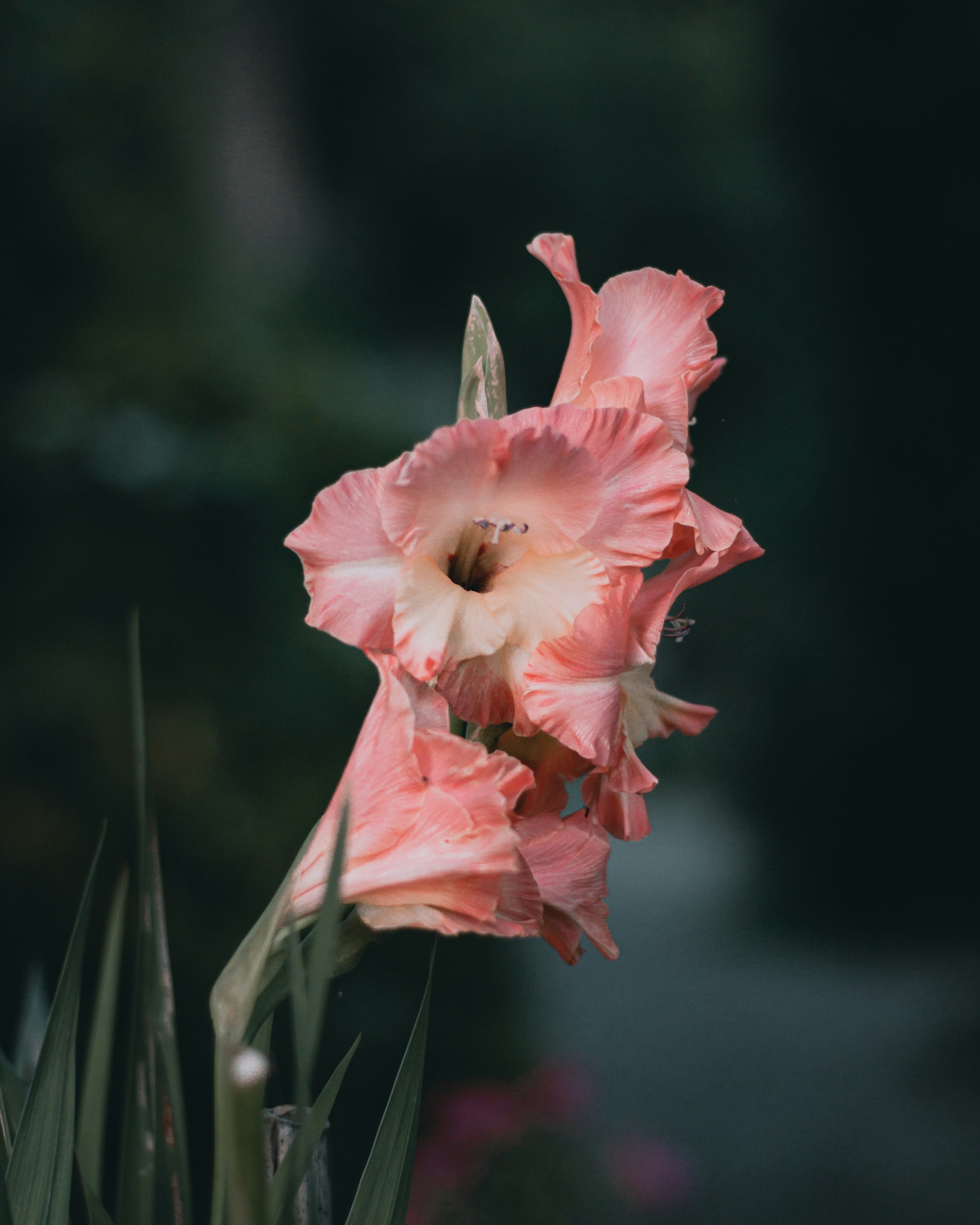 Soft Coral Bloom: A Pink Gladiolus Reaching Toward Light
