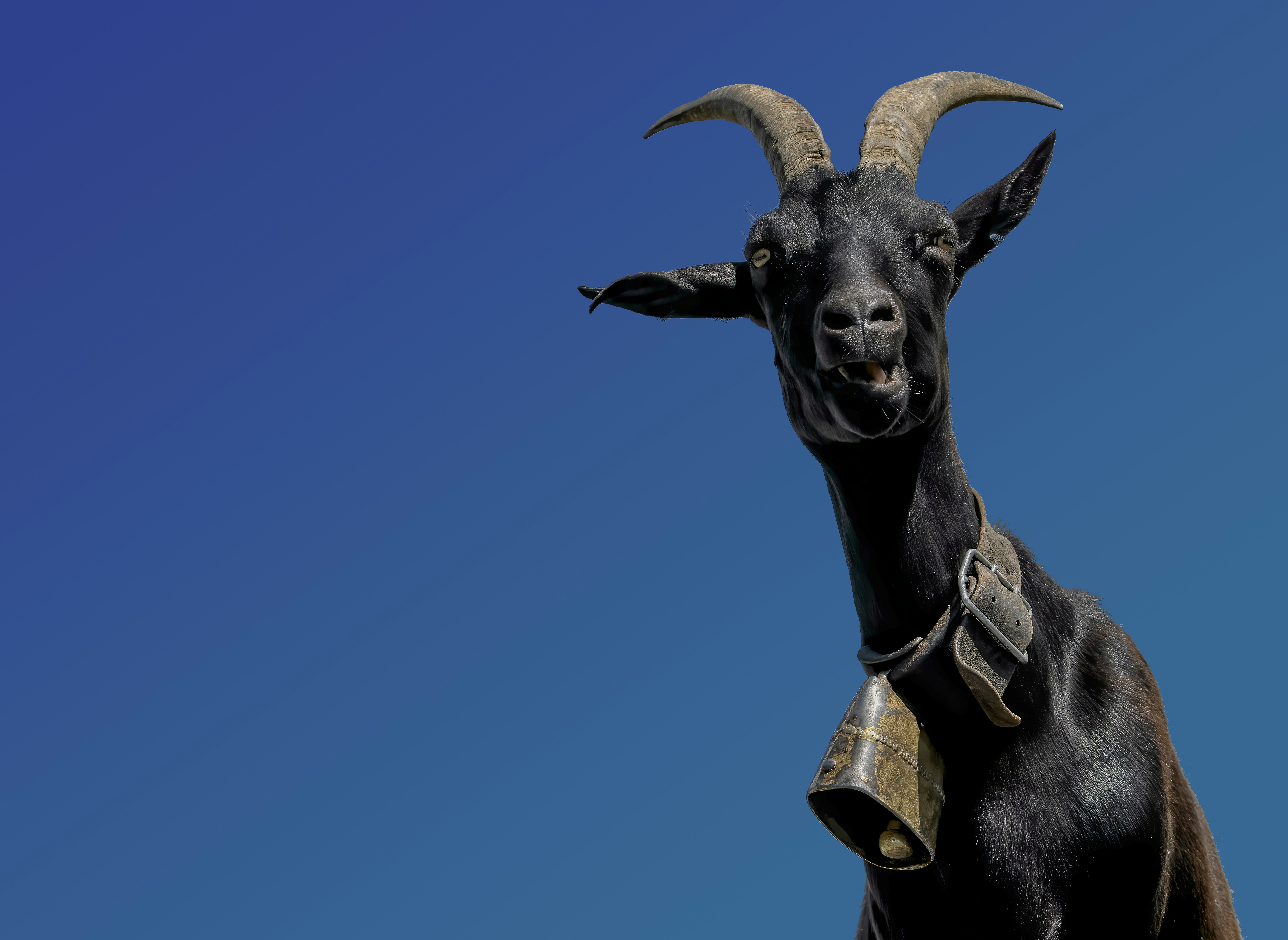 Yeux De Chèvre Photos | Télécharger des images gratuites sur Unsplash