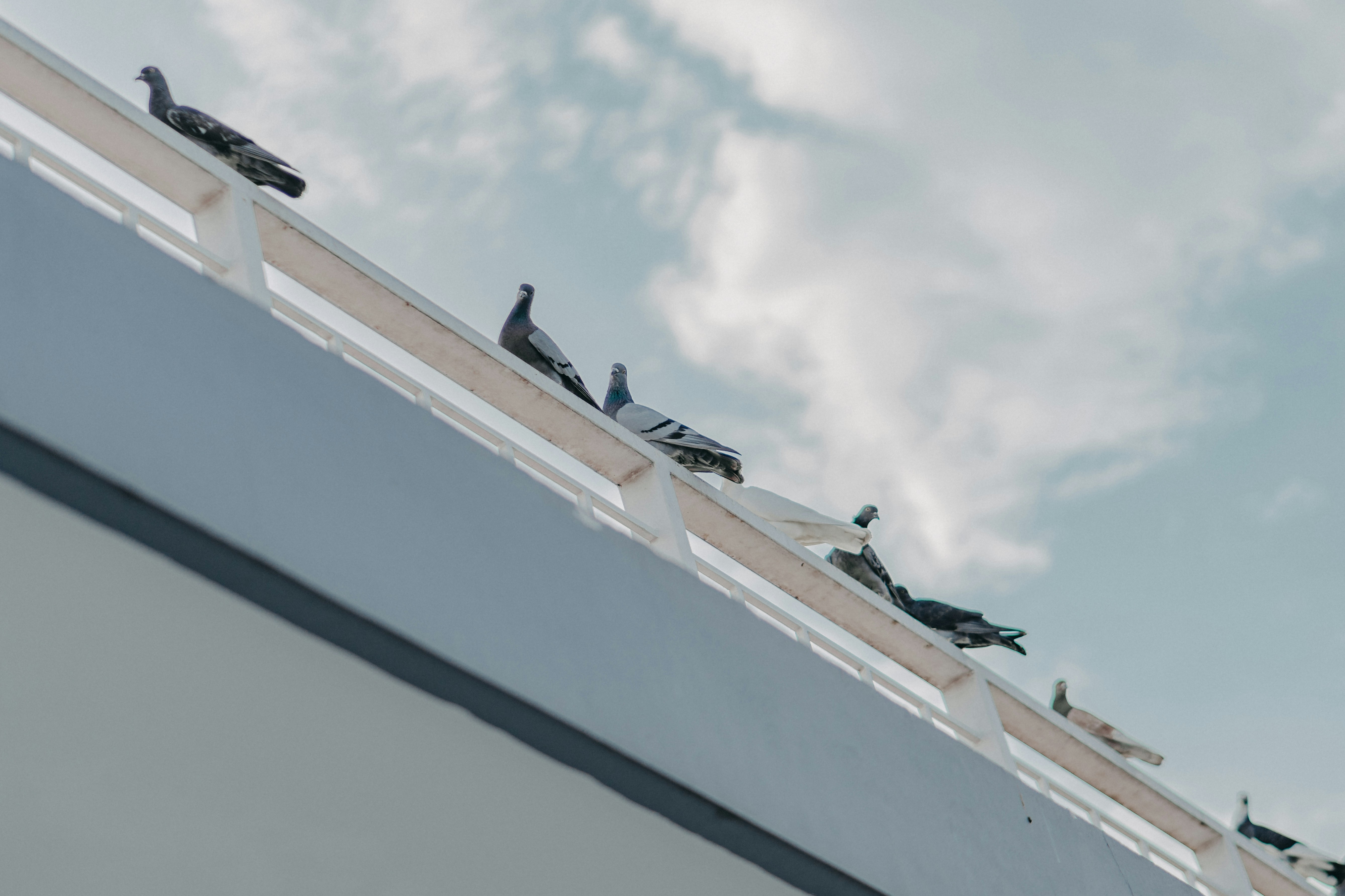 Foto Orang-orang di atas gedung pada siang hari – Gambar Binatang ...