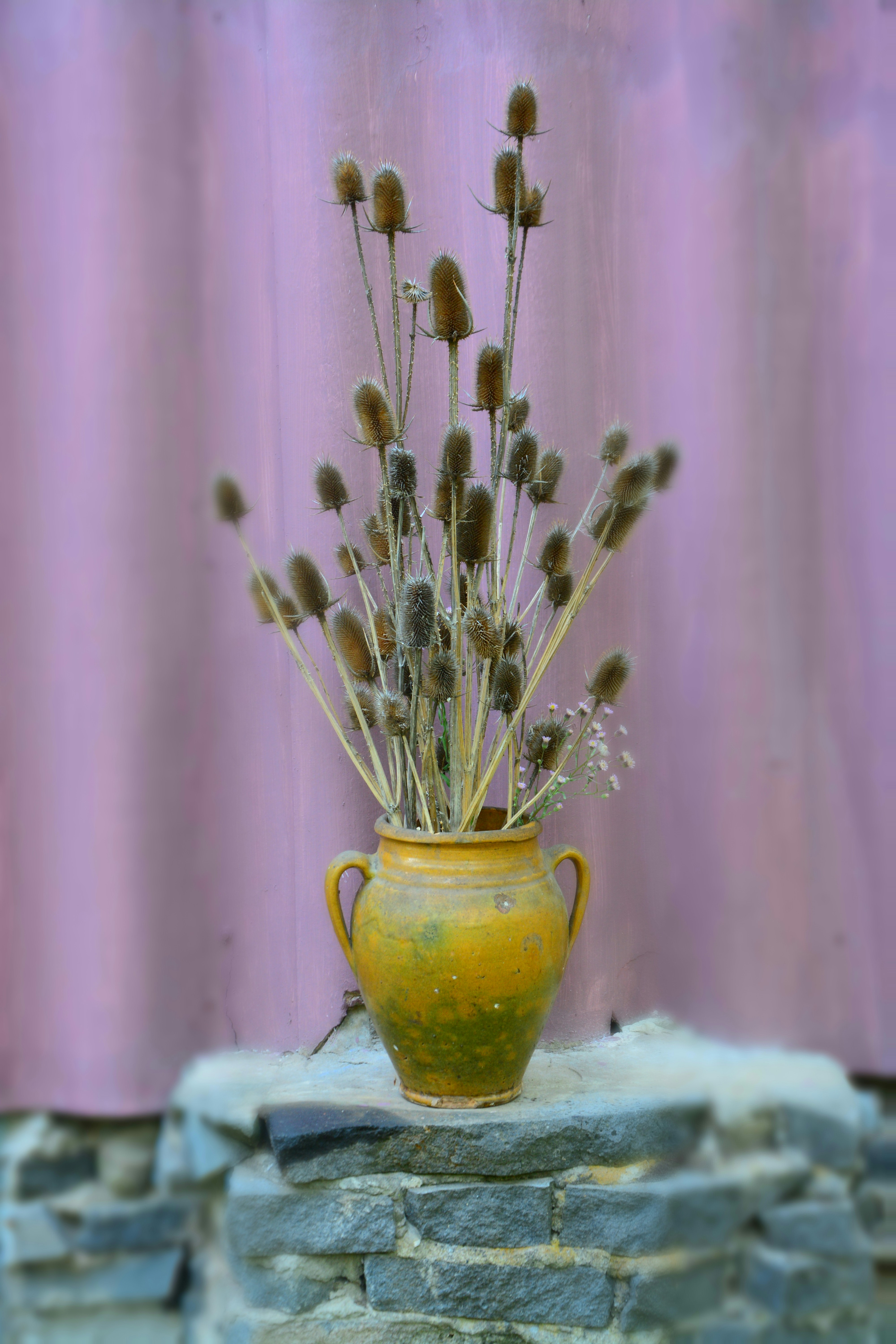 Terracotta Vase of Dried Thistles on a Stone Plinth Against a Purple Curtain